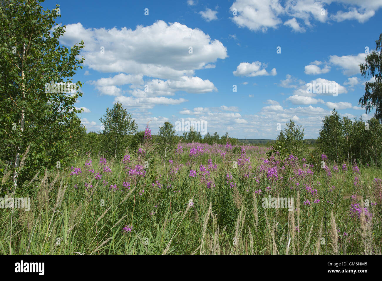 Fireweed flower hi-res stock photography and images - Alamy