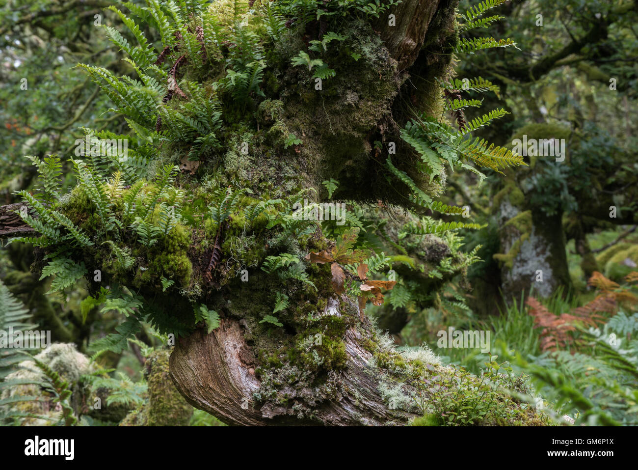 Ferns growing from dead tree, Wistmans wood, Two Bridges, Dartmoor ...
