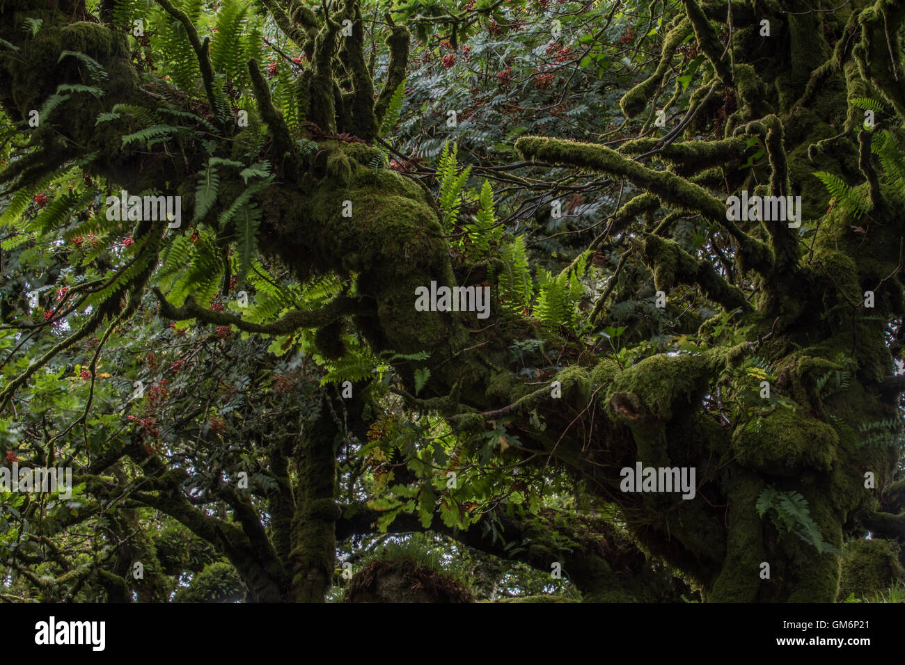 Moss covered Oak Tree, Wistmans wood, Two Bridges, Dartmoor National ...