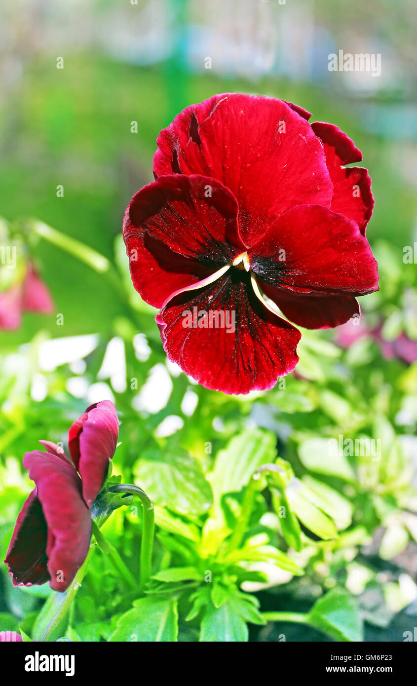 First pansy flower at spring in the garden Stock Photo - Alamy