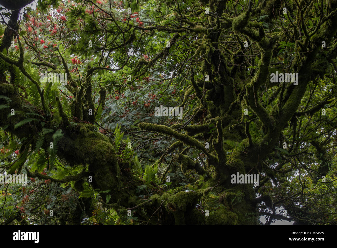Moss covered Oak Tree, Wistmans wood, Two Bridges, Dartmoor National ...