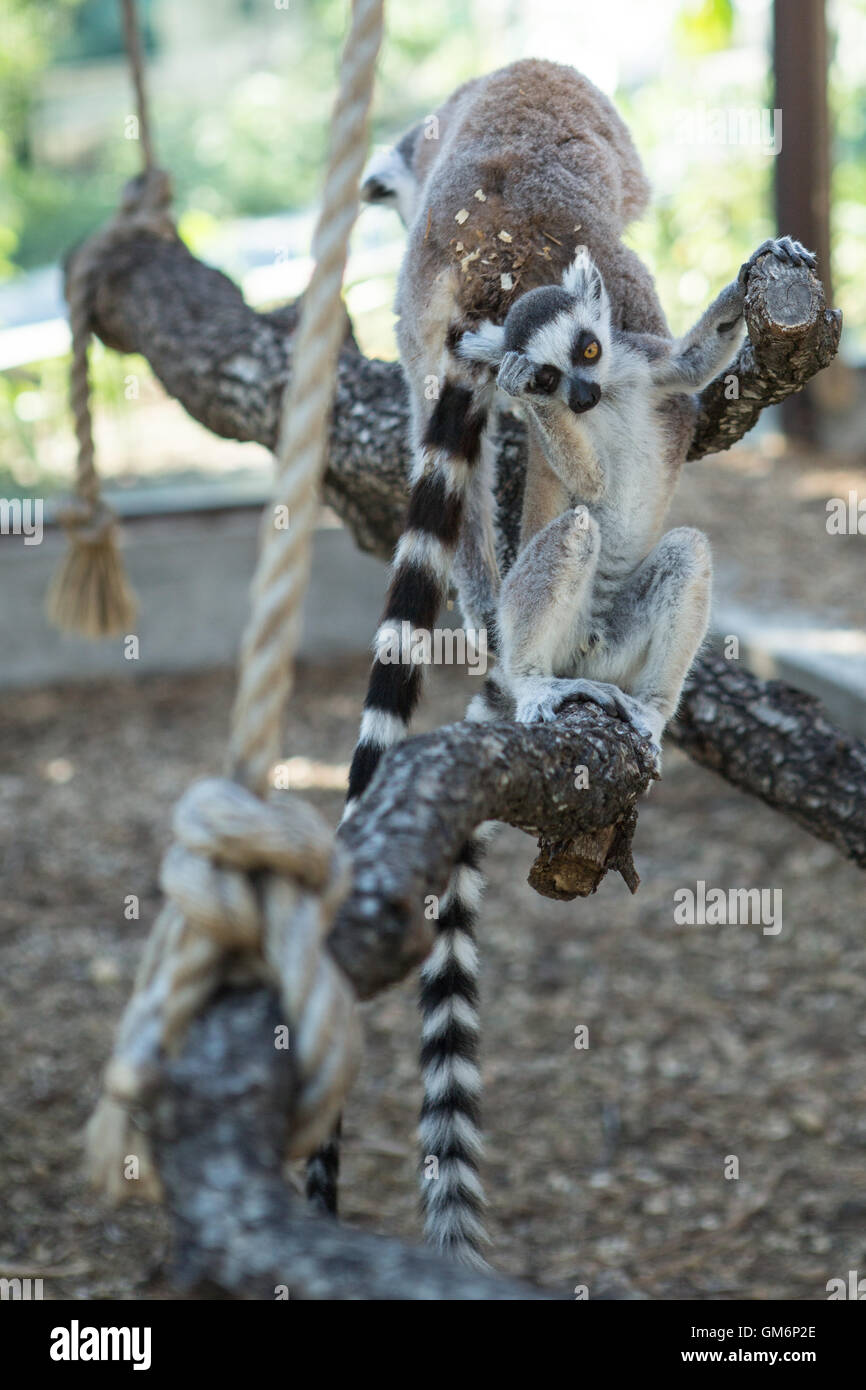 Emur hi-res stock photography and images - Alamy