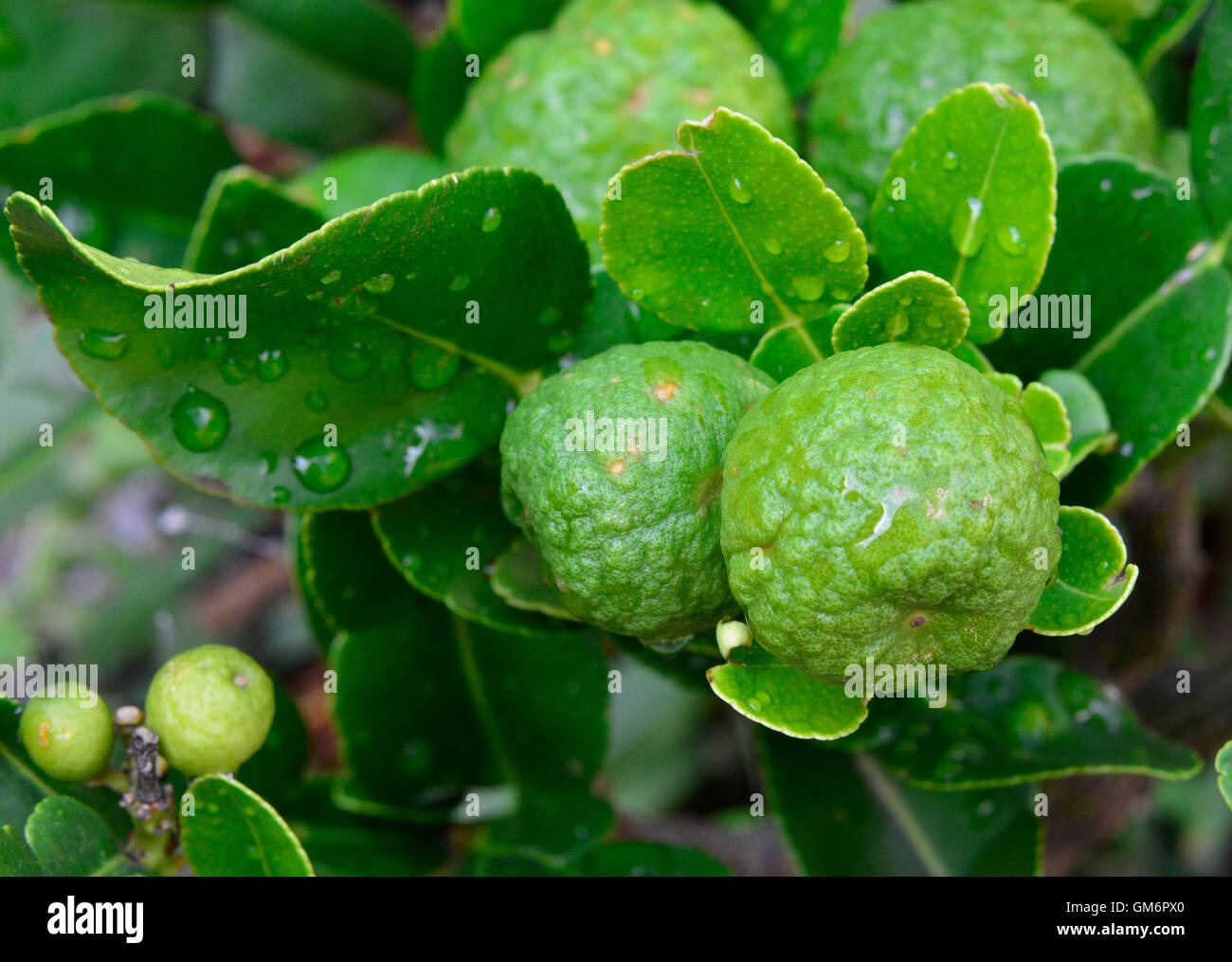 Kaffir Lime Sherbert