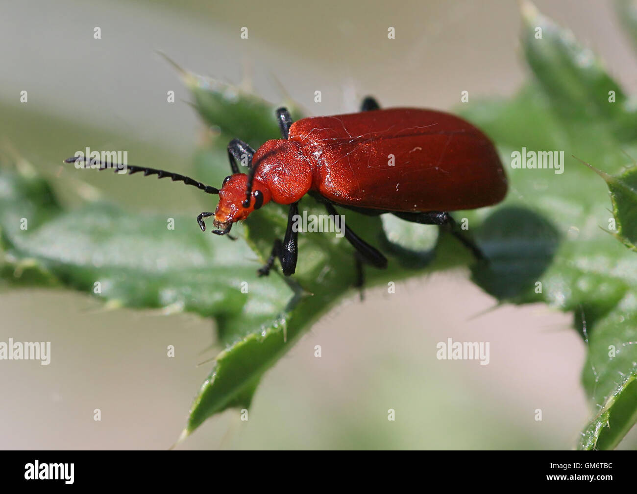 Roodkopvuurkever hi-res stock photography and images - Alamy