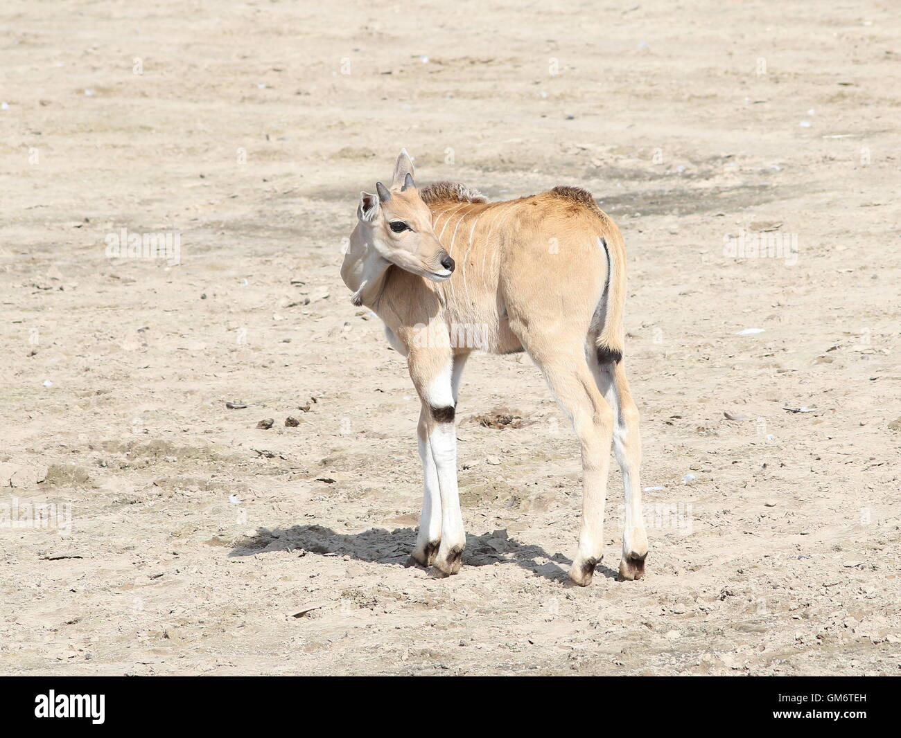 Juvenile African Southern or Common Eland antelope (Taurotragus oryx ...