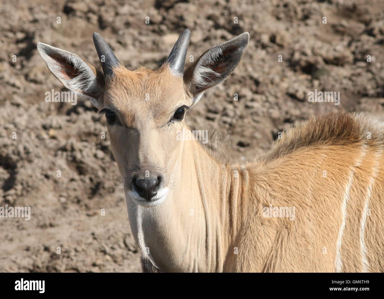 Juvenile African Southern or Common Eland antelope (Taurotragus oryx ...