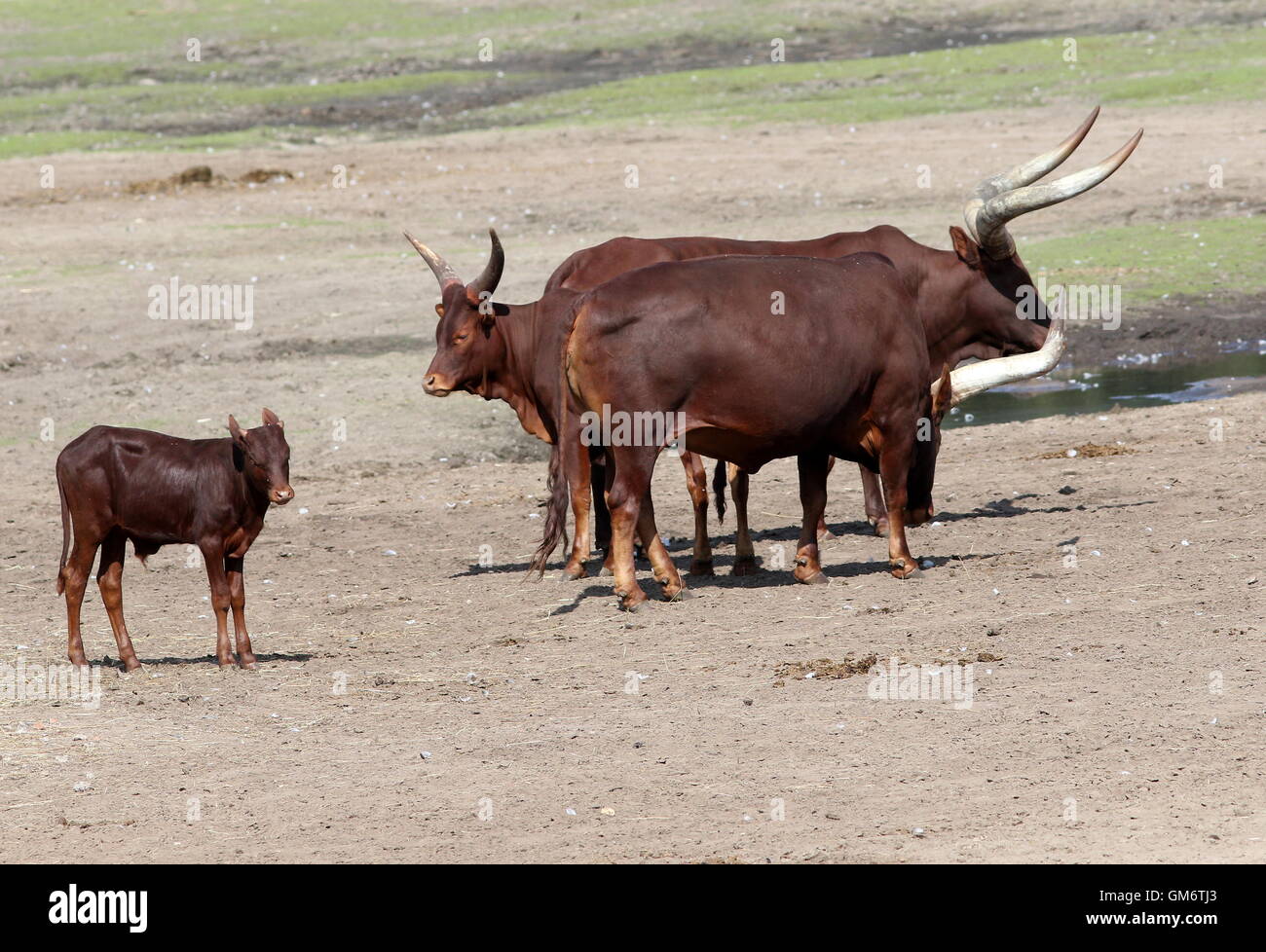 Group of African Watusi (Bos taurus africanus) catle with a calf. A.k.a ...