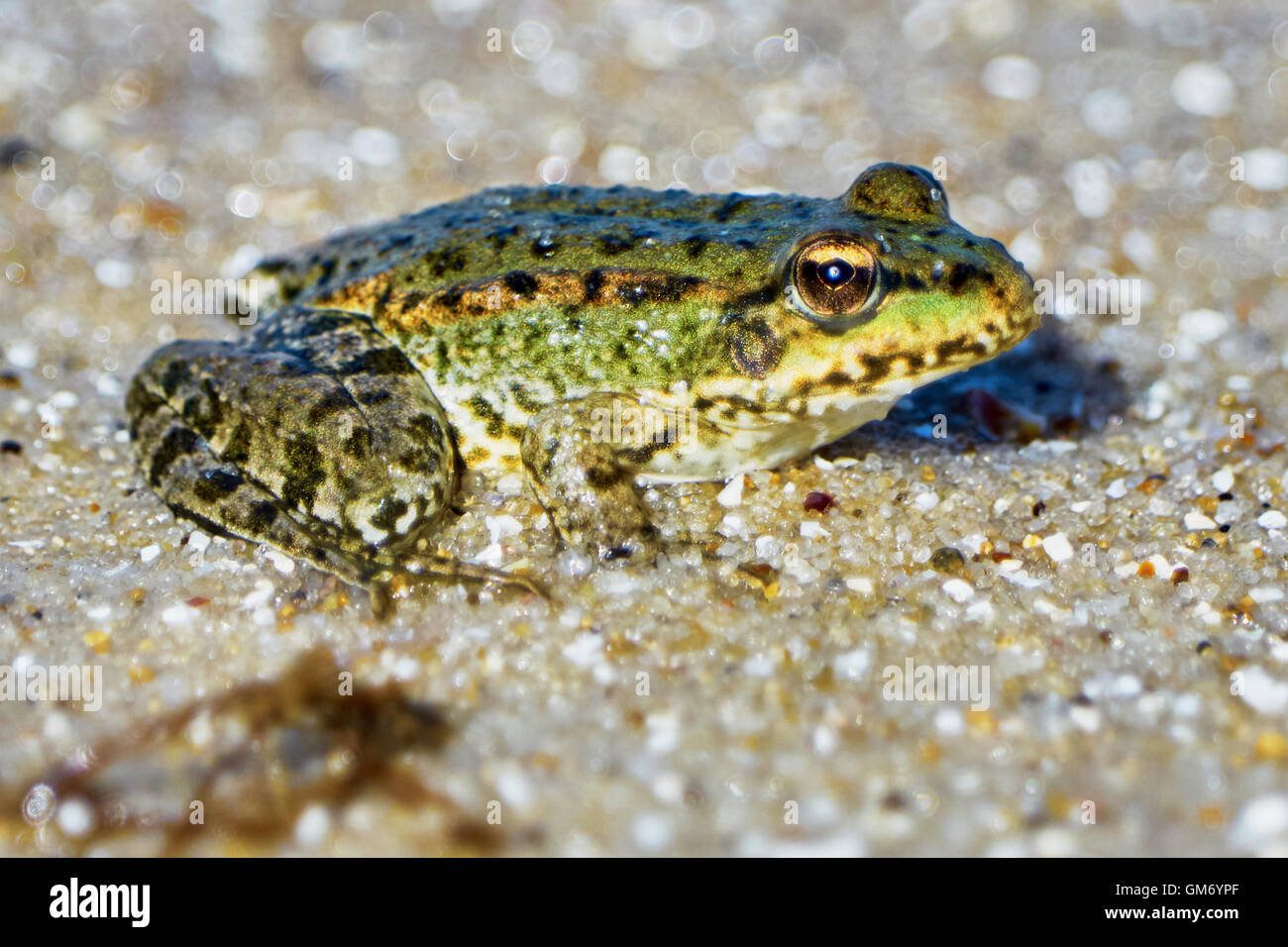 Frog on beach hi-res stock photography and images - Alamy