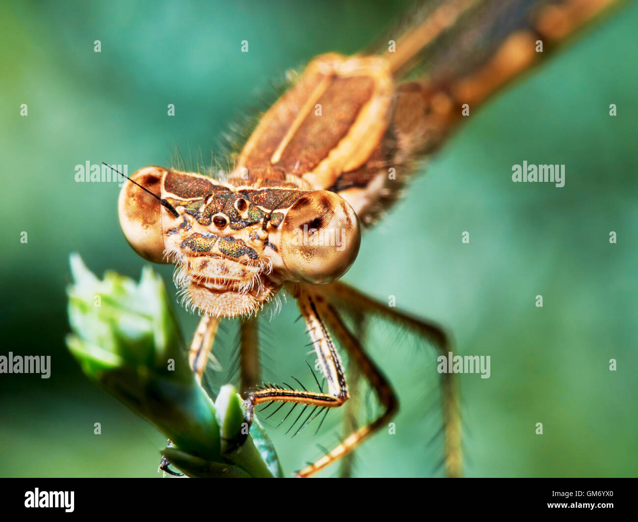 Dragonfly arrow hi-res stock photography and images - Alamy