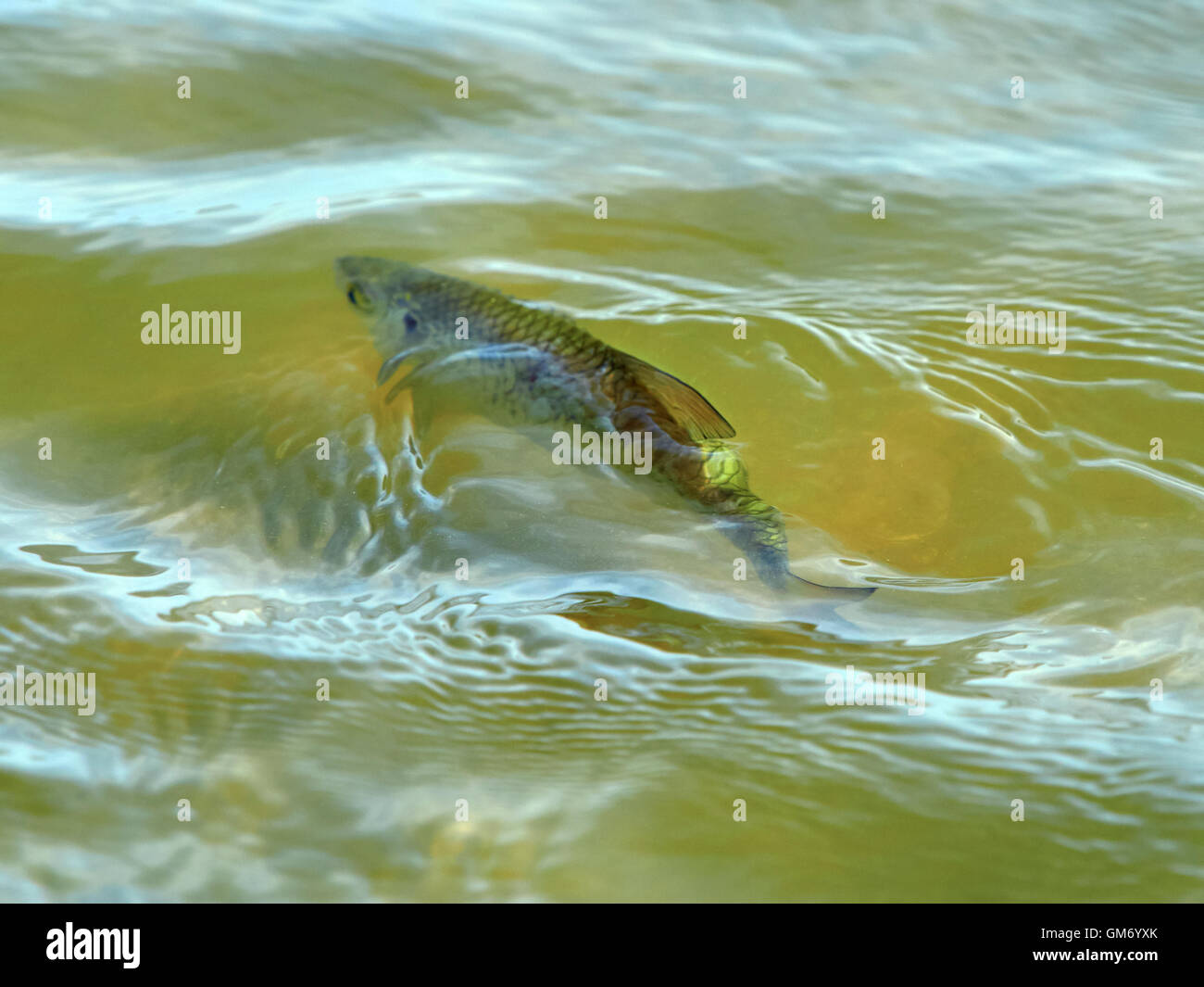 The little fish floating on the surface of sea summer day Stock Photo ...