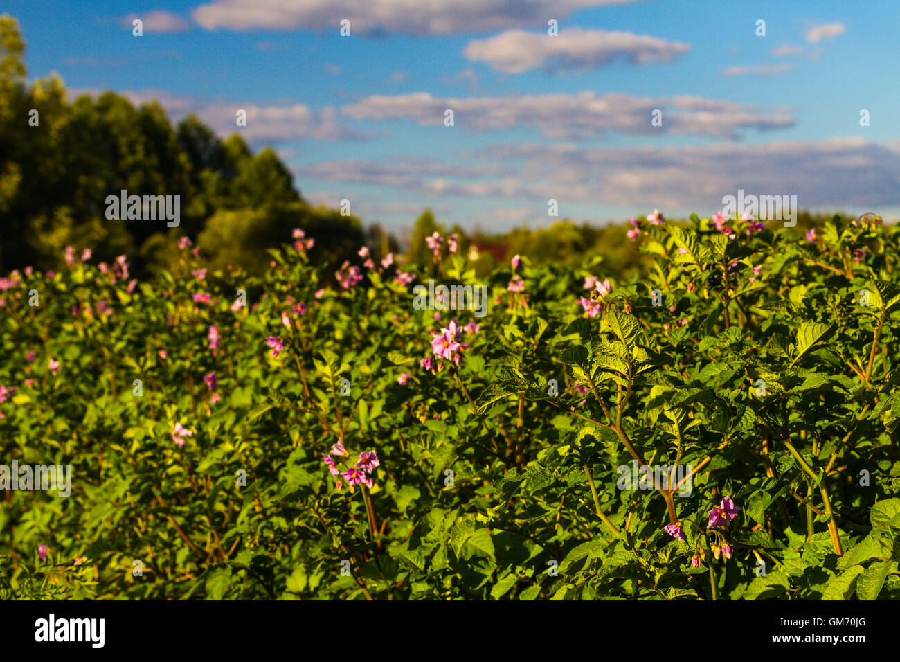 Beautiful potato field with flowers at summer day in Furano Township ...