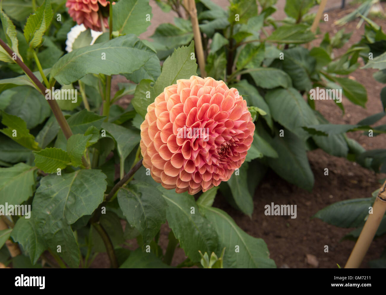Orange pom pom dahlia hi-res stock photography and images - Alamy