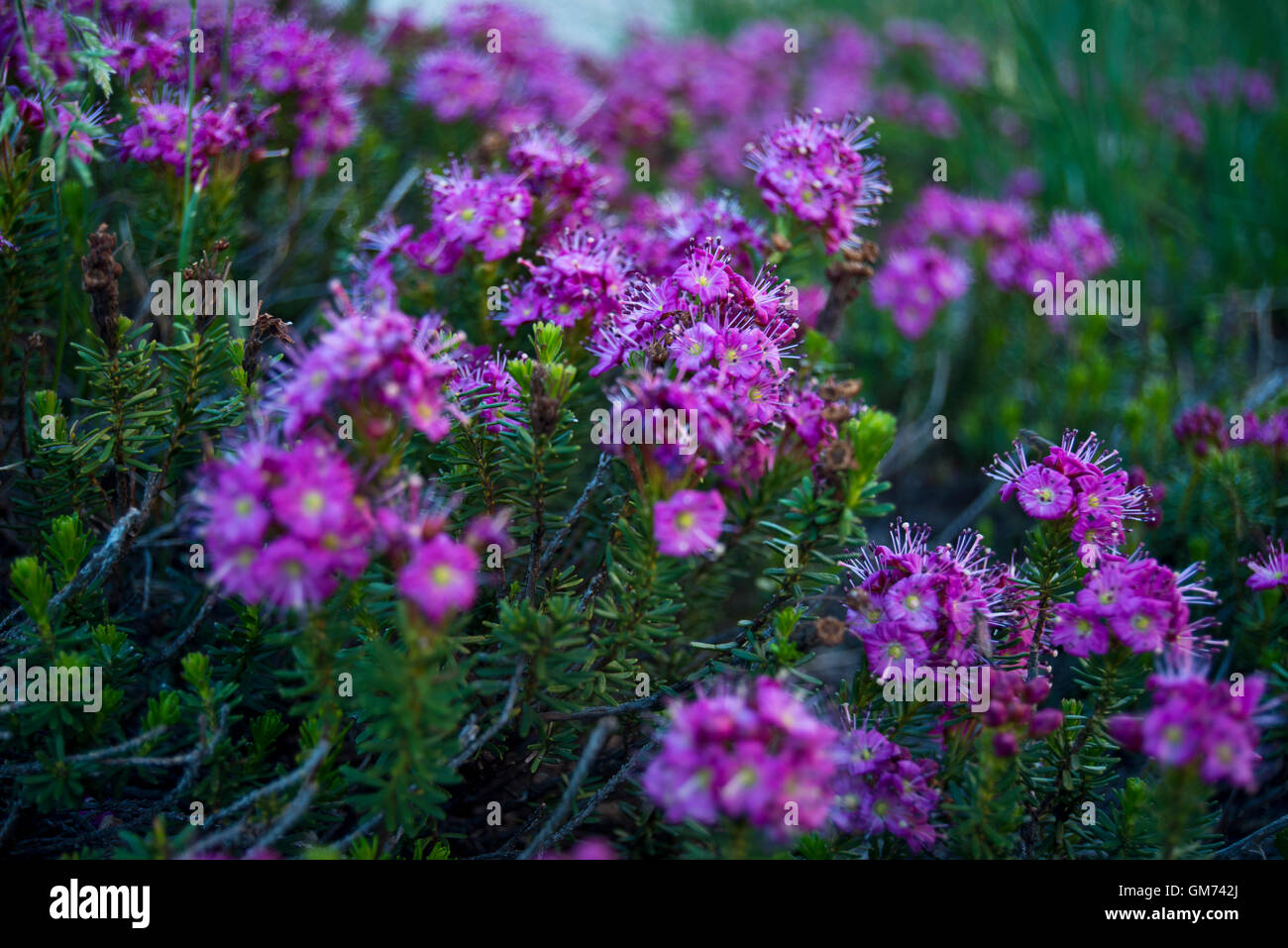Purple Mountain Heather in the Hoover & Yosemite Wilderness, Humbolt ...