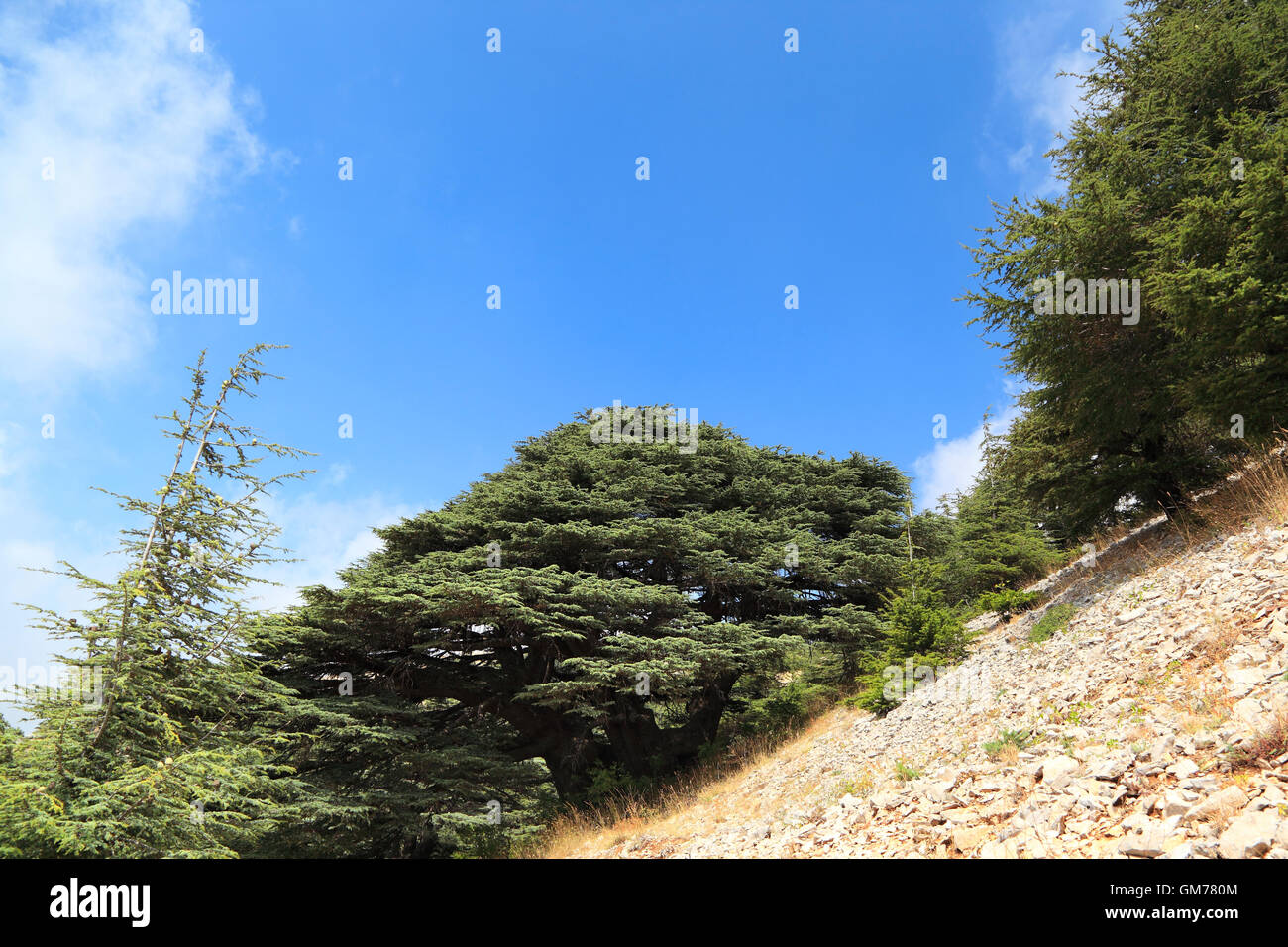 Cedar forest lebanon hi-res stock photography and images - Alamy