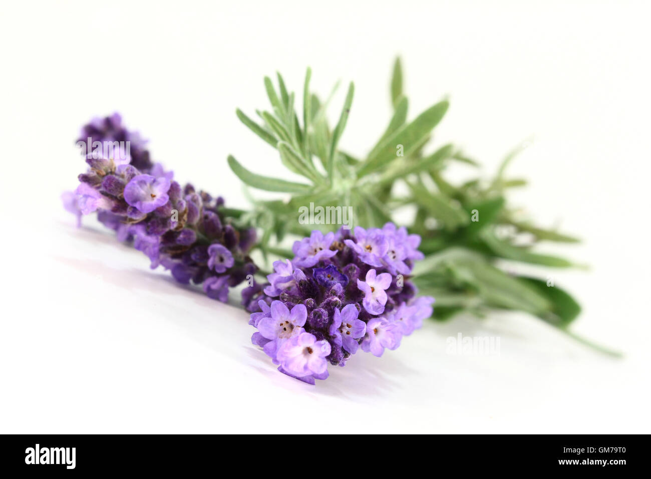 Field of lavender Cut Out Stock Images & Pictures - Alamy