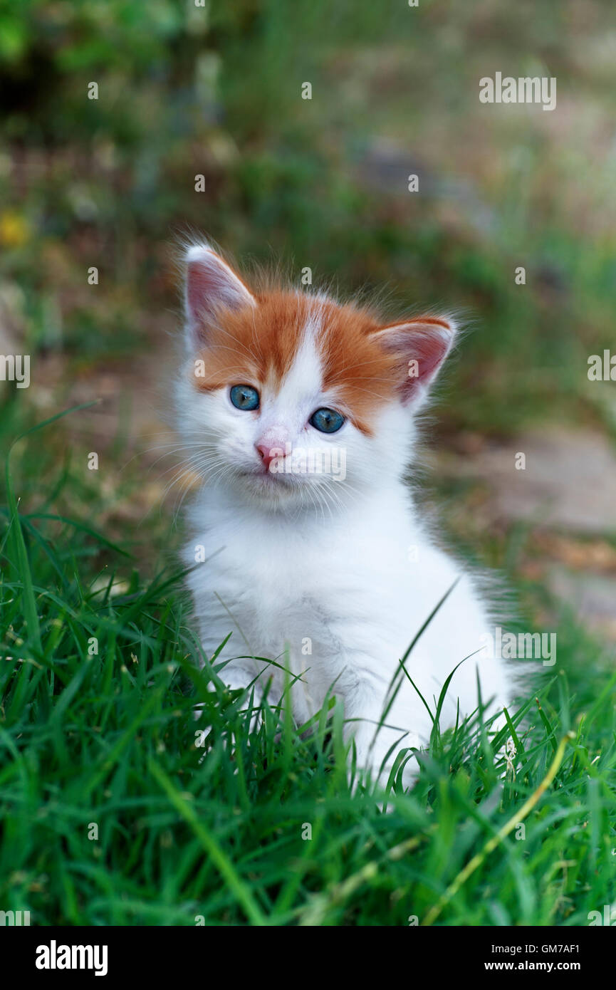 Five sweet kittens hi-res stock photography and images - Alamy