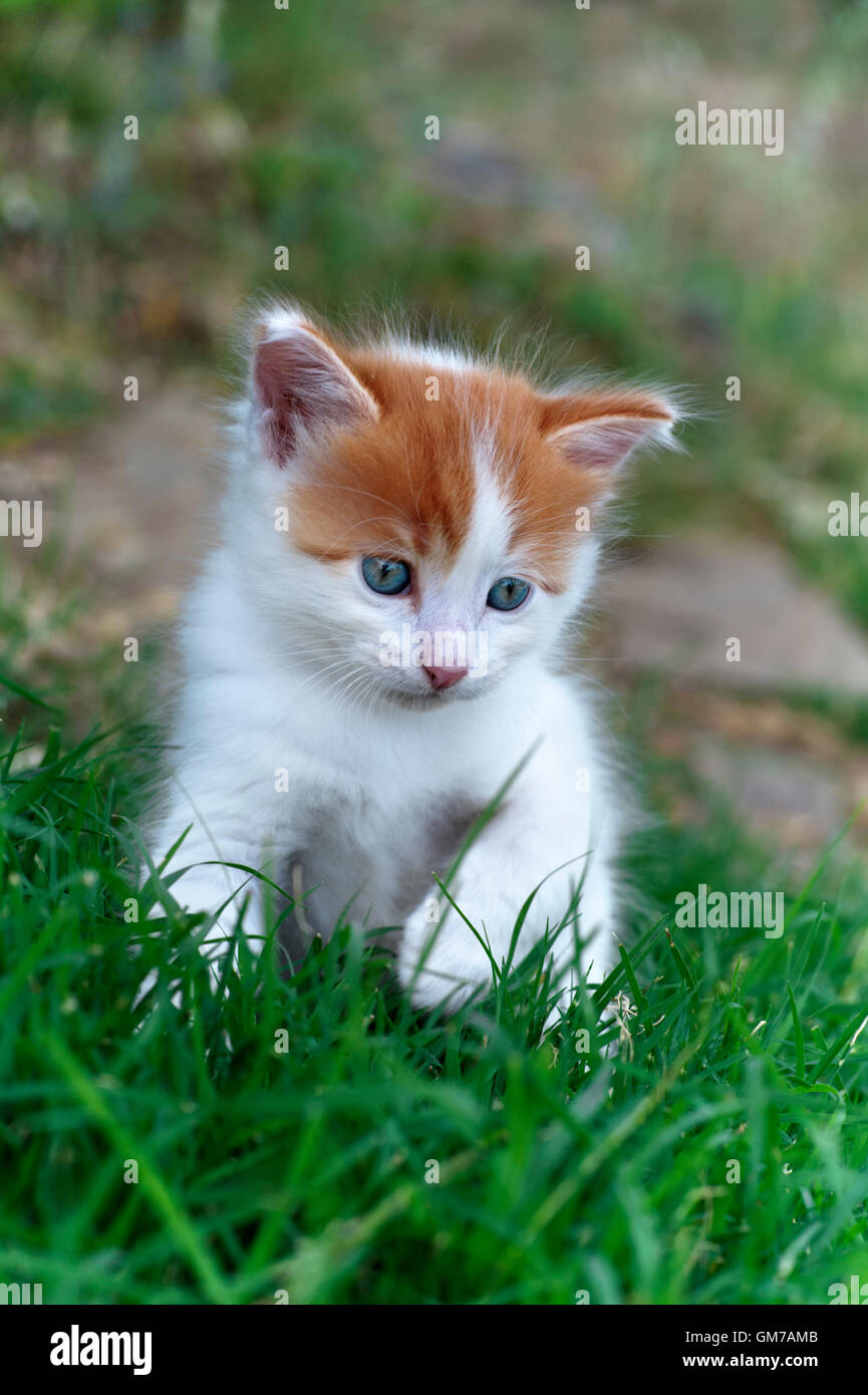 Five Sweet Kittens High Resolution Stock Photography and Images - Alamy