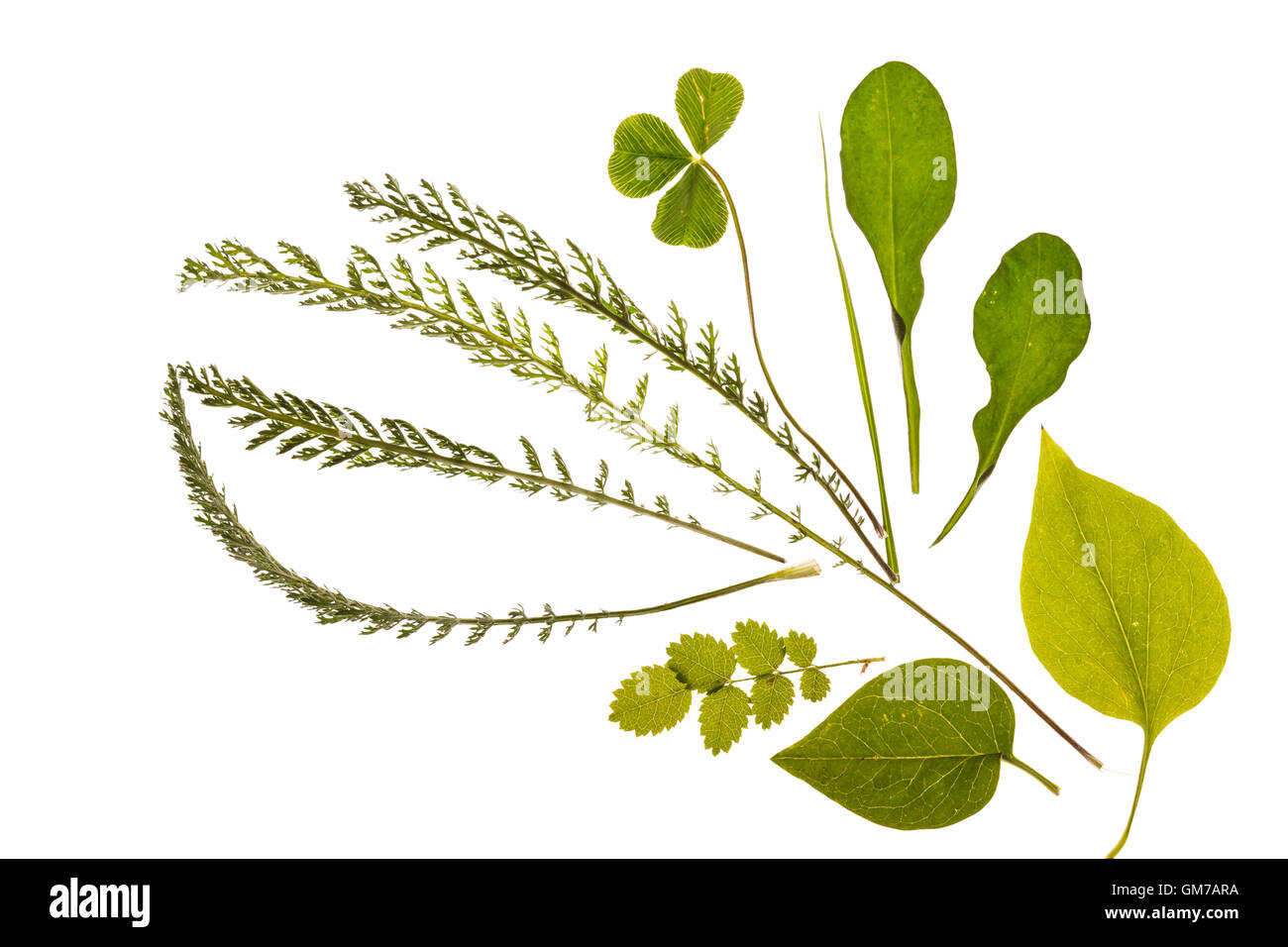 different kinds of leaves Stock Photo - Alamy