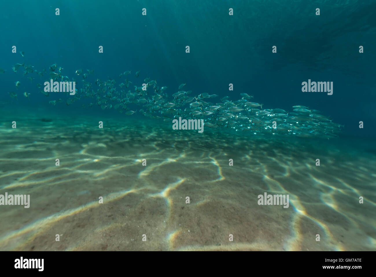 Striped mackerel in the Red Sea Stock Photo - Alamy