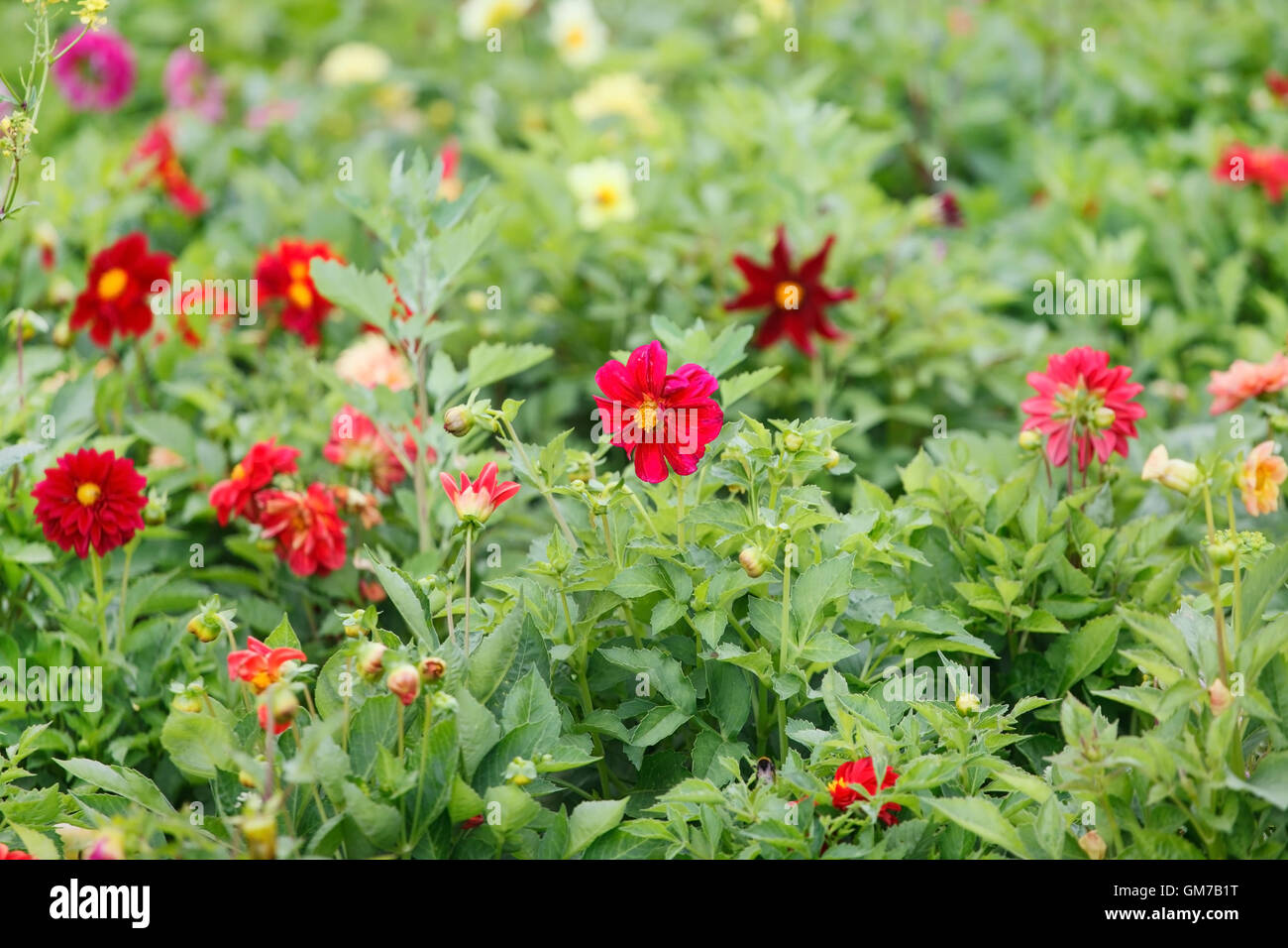 field of dahlia Stock Photo - Alamy