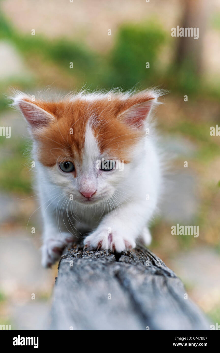Kittens climbing hi-res stock photography and images - Alamy