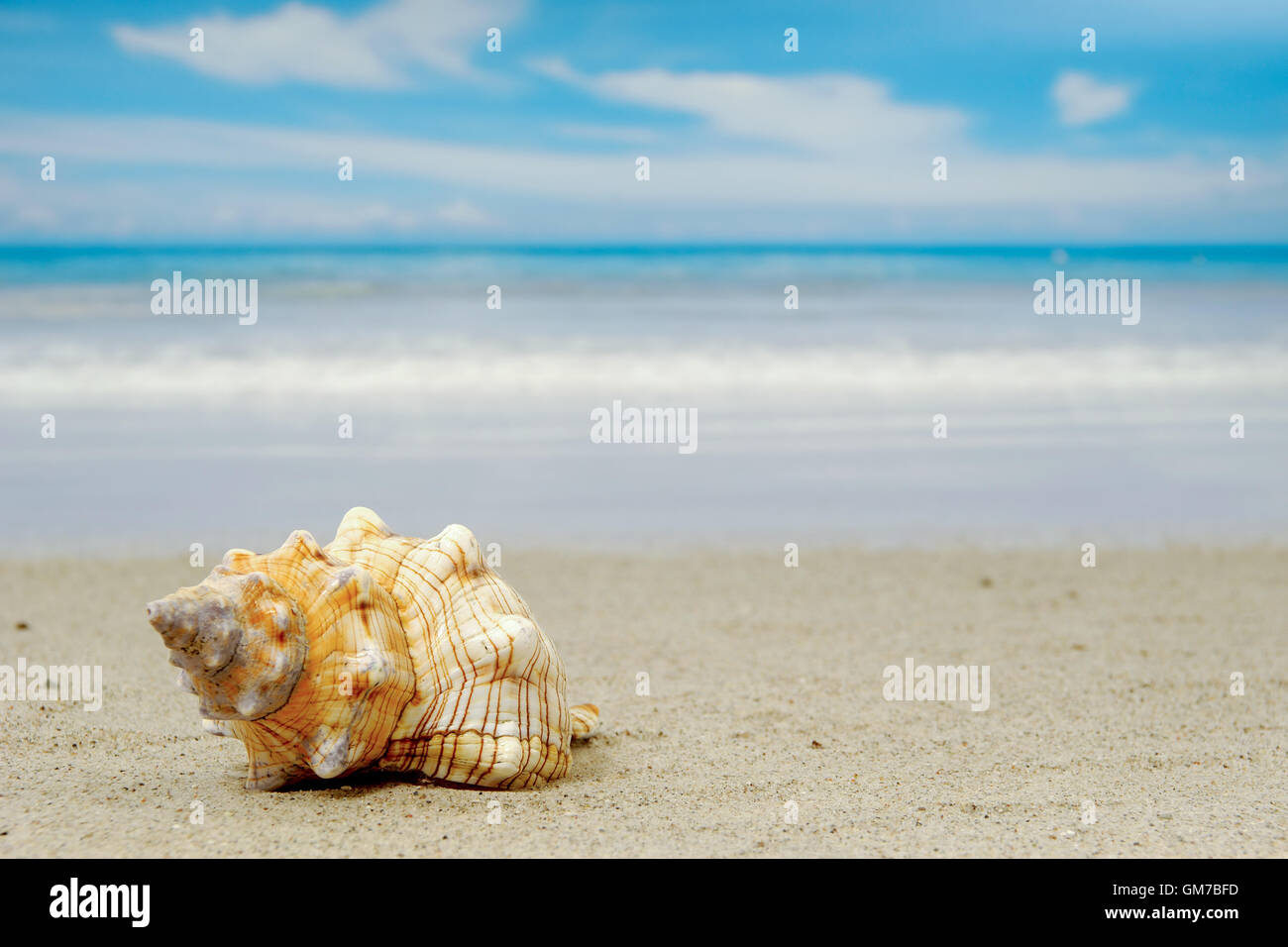Conch shell on exotic beach Stock Photo - Alamy