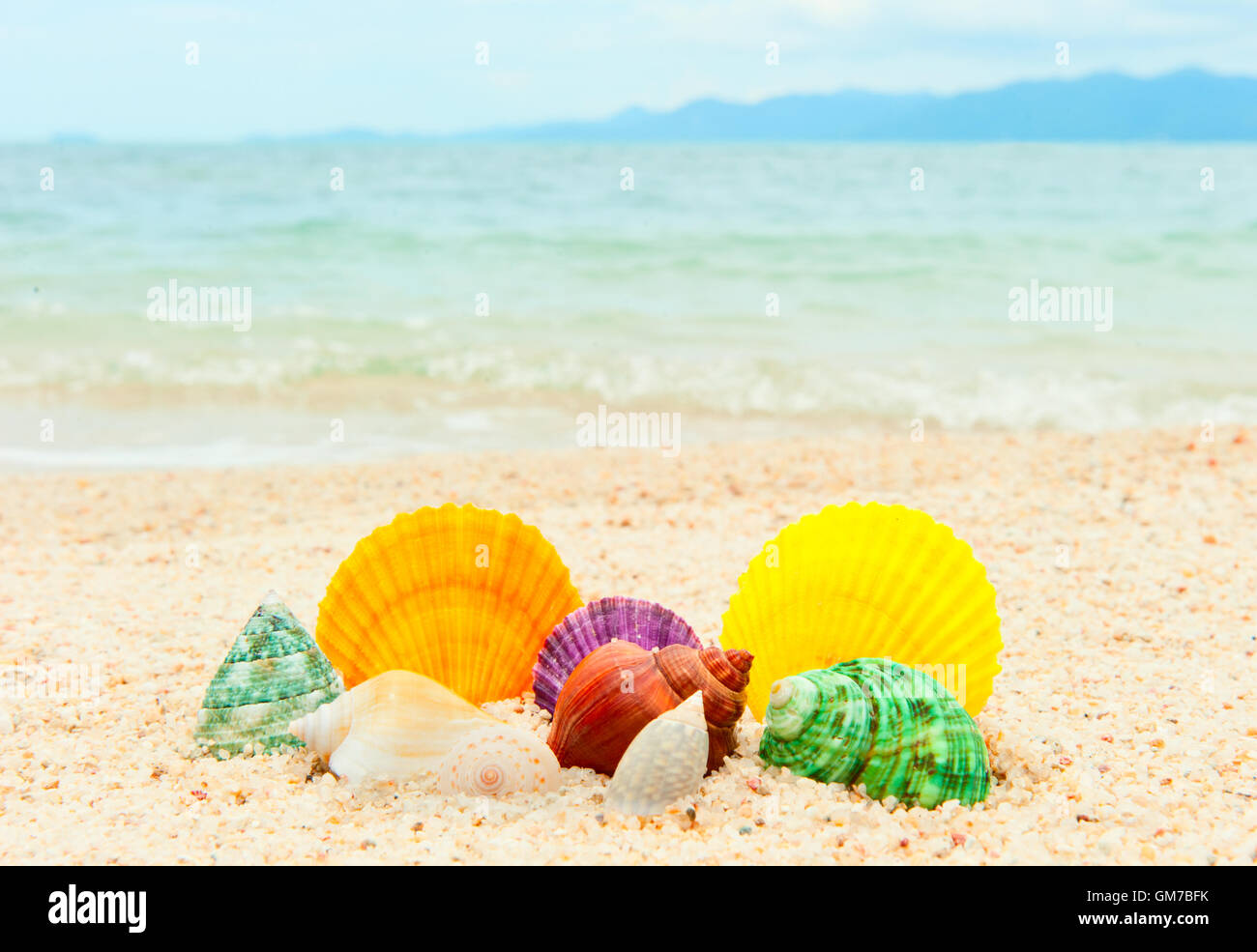 Set of seashells on the sea beach Stock Photo - Alamy