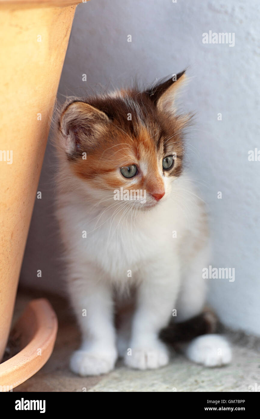 Calico kittens hi-res stock photography and images - Alamy