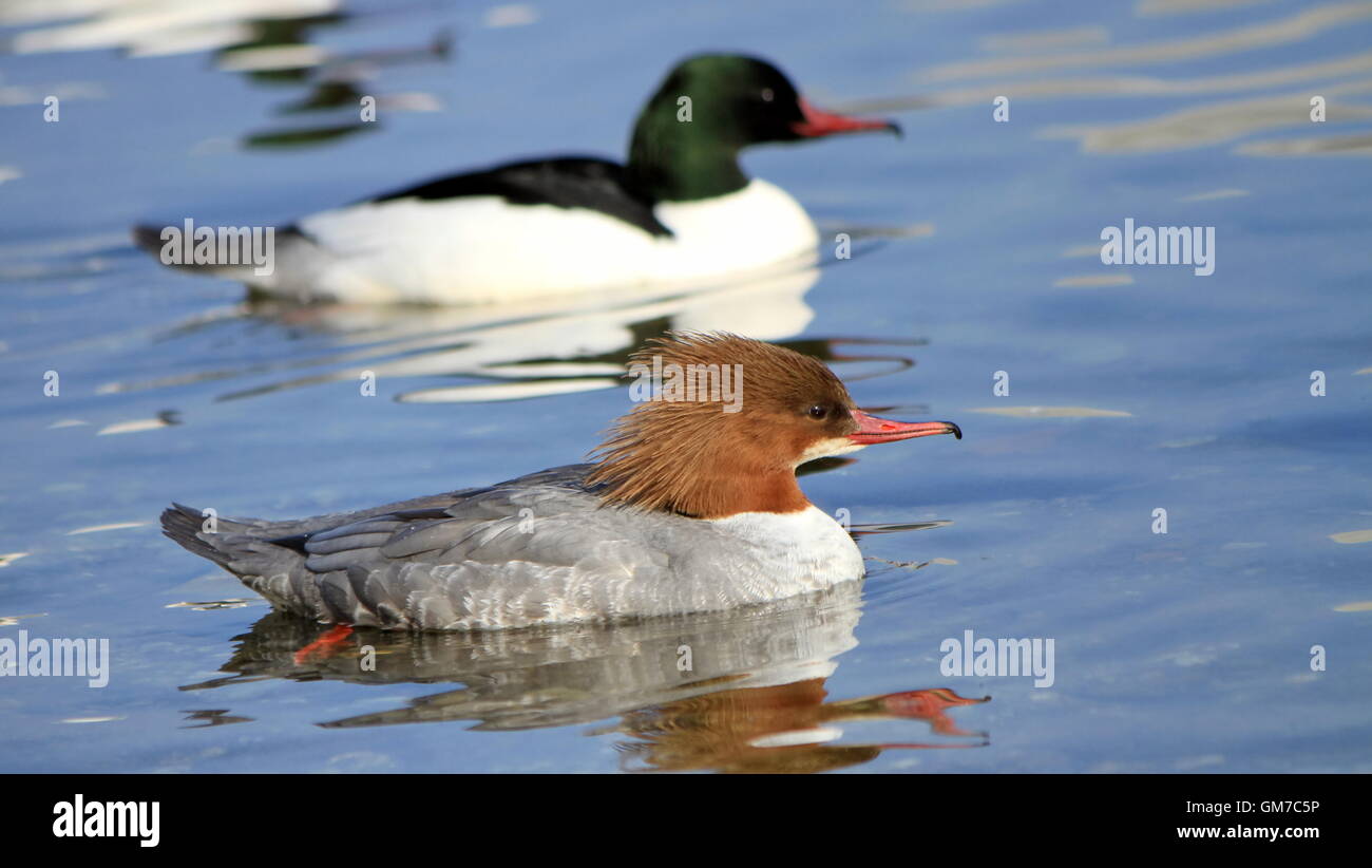 Couple of goosanders Stock Photo - Alamy