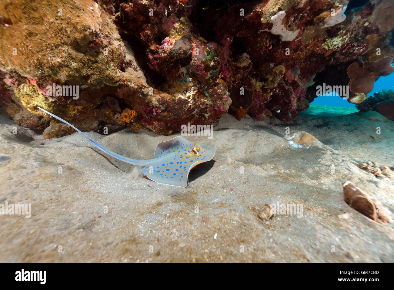 Stingray with ocean plants hi-res stock photography and images - Alamy