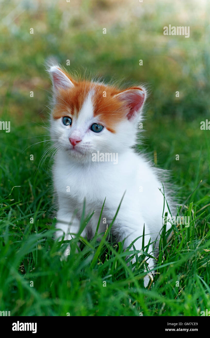 Five weeks old kitten sitting in the grass Stock Photo - Alamy