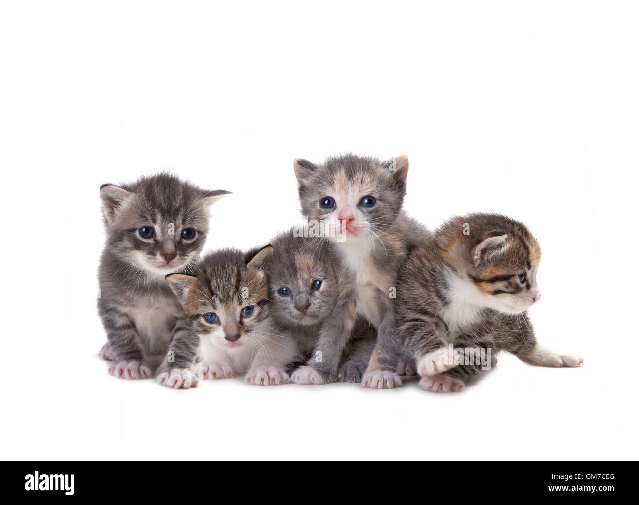 Cute Newborn Baby Kittens Easily Isolated on White Stock Photo - Alamy