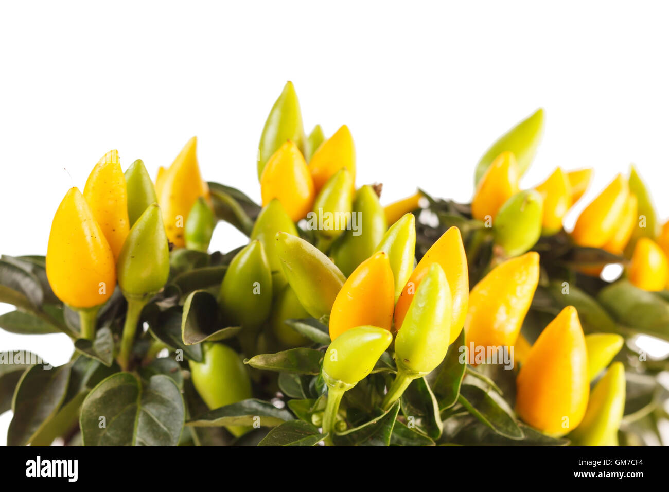 small yellow peppers Stock Photo - Alamy
