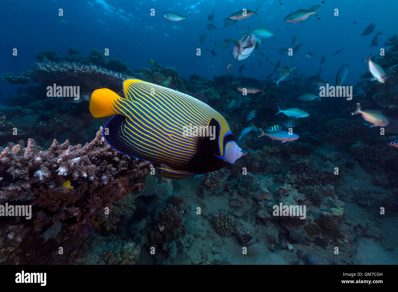 Emperor angelfish in the Red Sea Stock Photo - Alamy