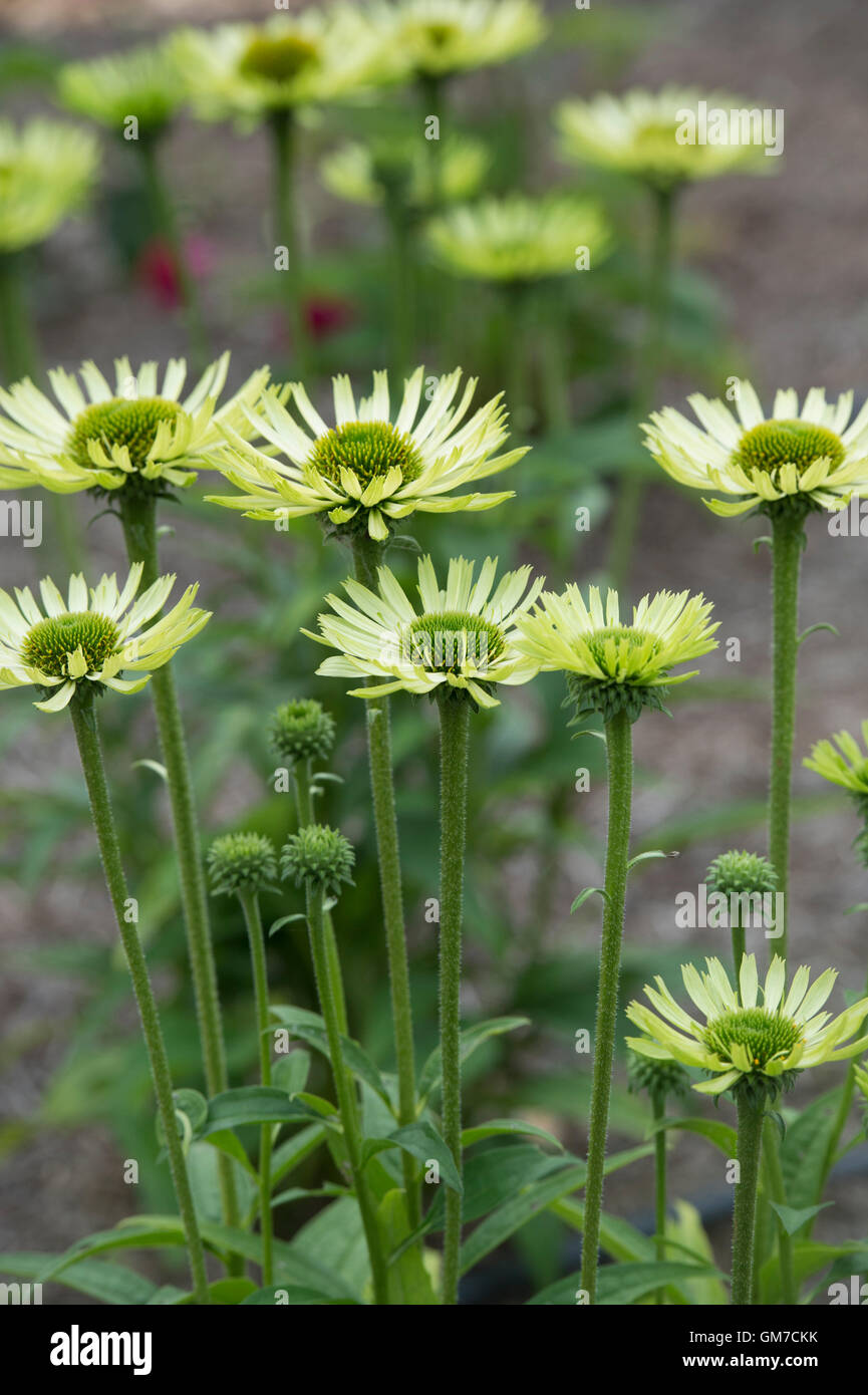 Echinacea purpurea ‘Green Jewel’. Coneflower Stock Photo - Alamy