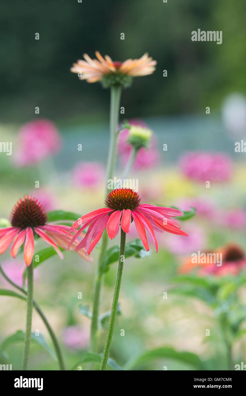 Echinacea purpurea ‘Hot Summer’. Coneflower Stock Photo - Alamy