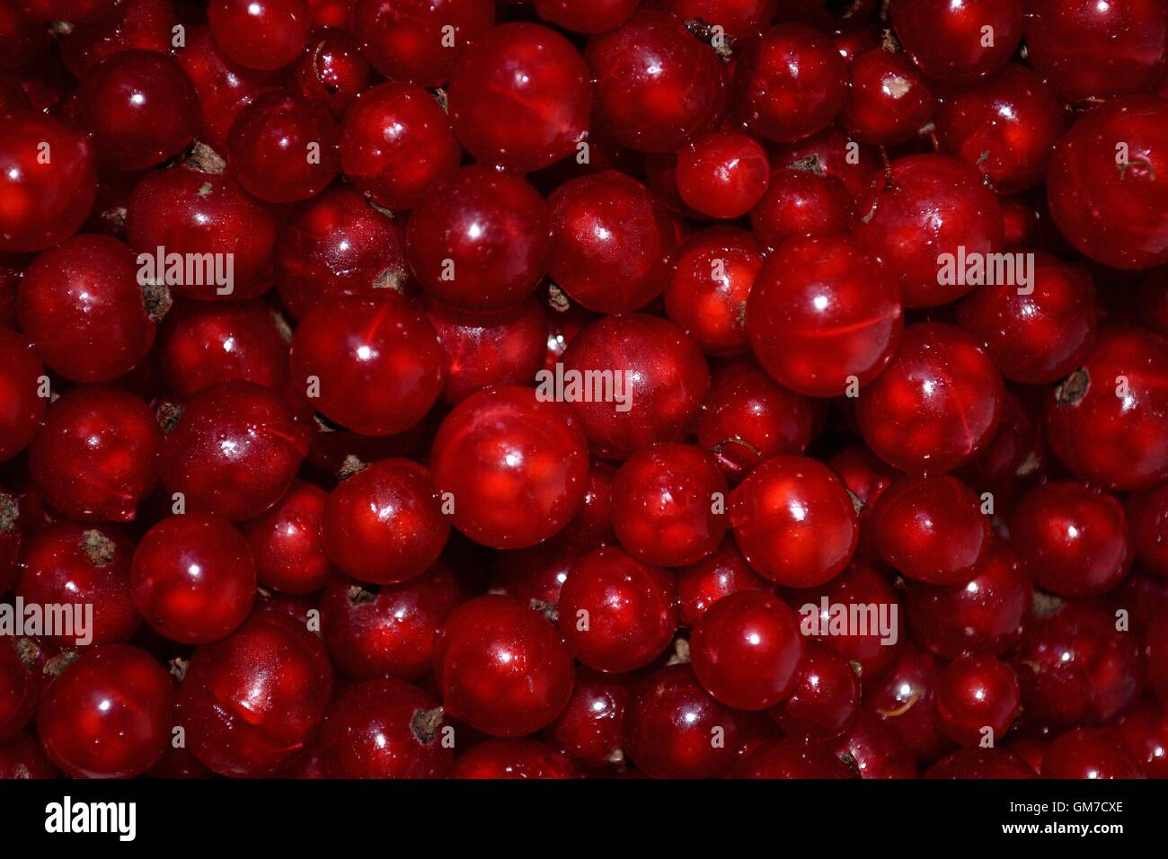 The red currant background Stock Photo - Alamy