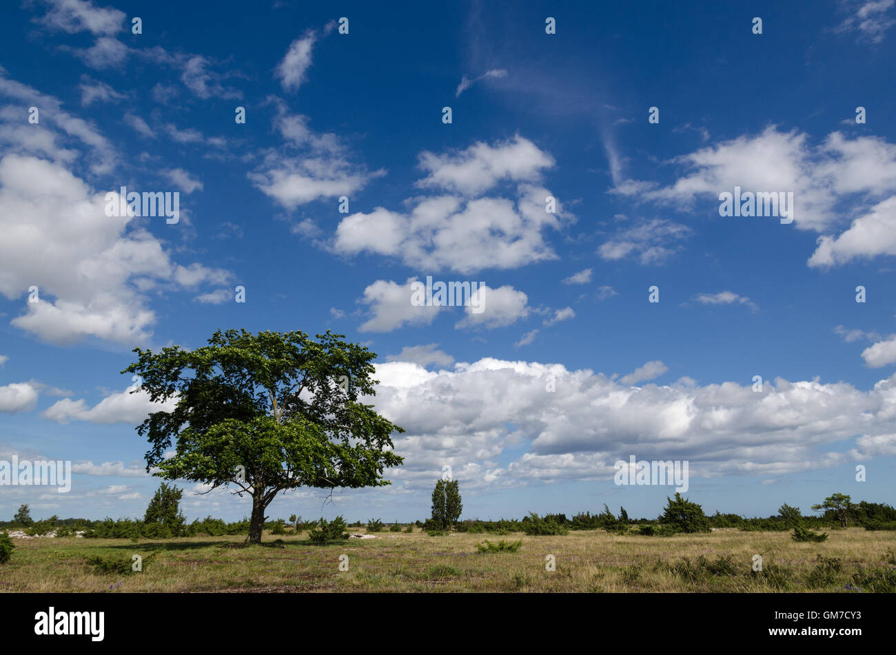 Plain tree hi-res stock photography and images - Alamy