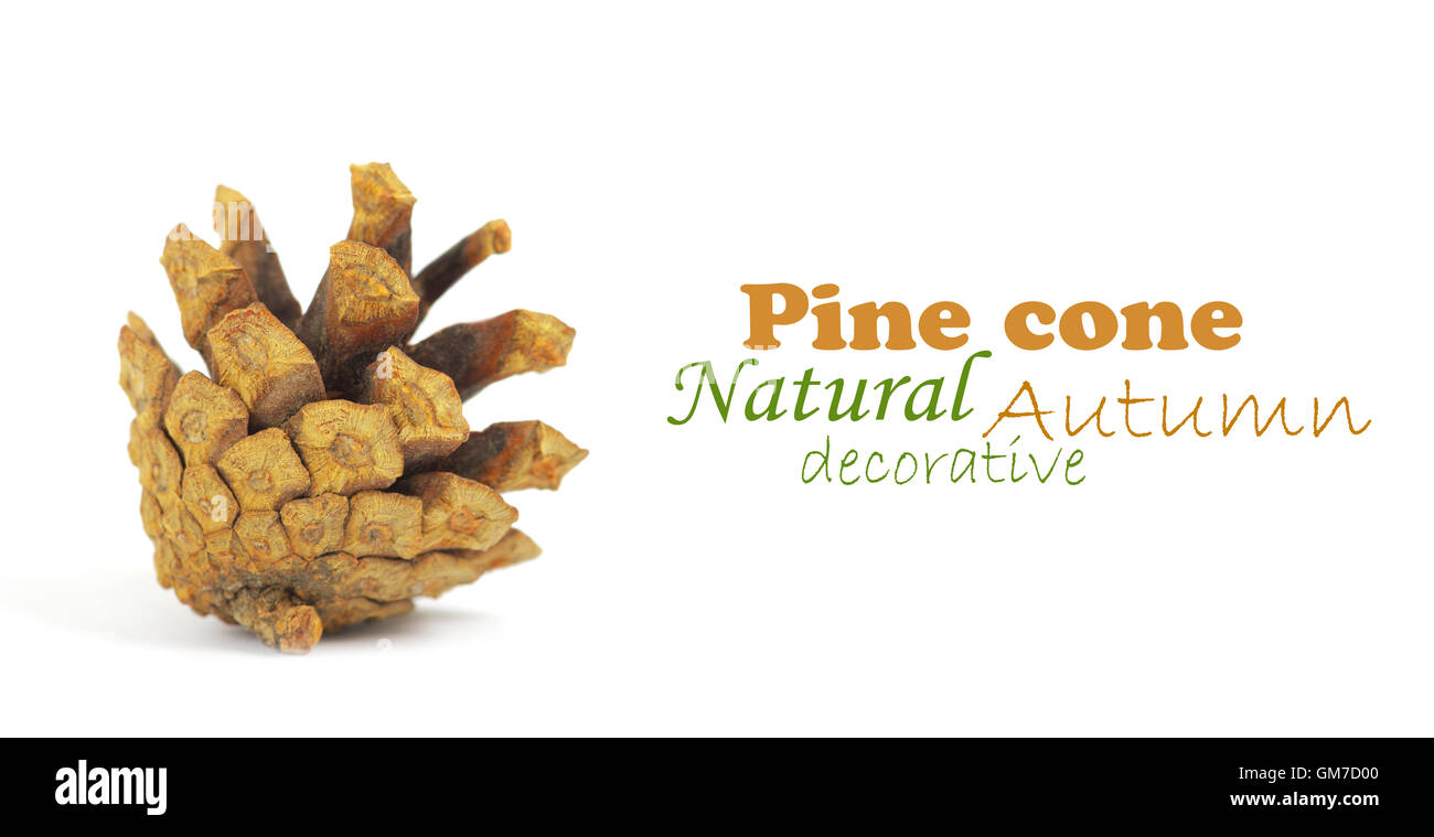 Pine cone isolated on white, clipping path included Stock Photo - Alamy