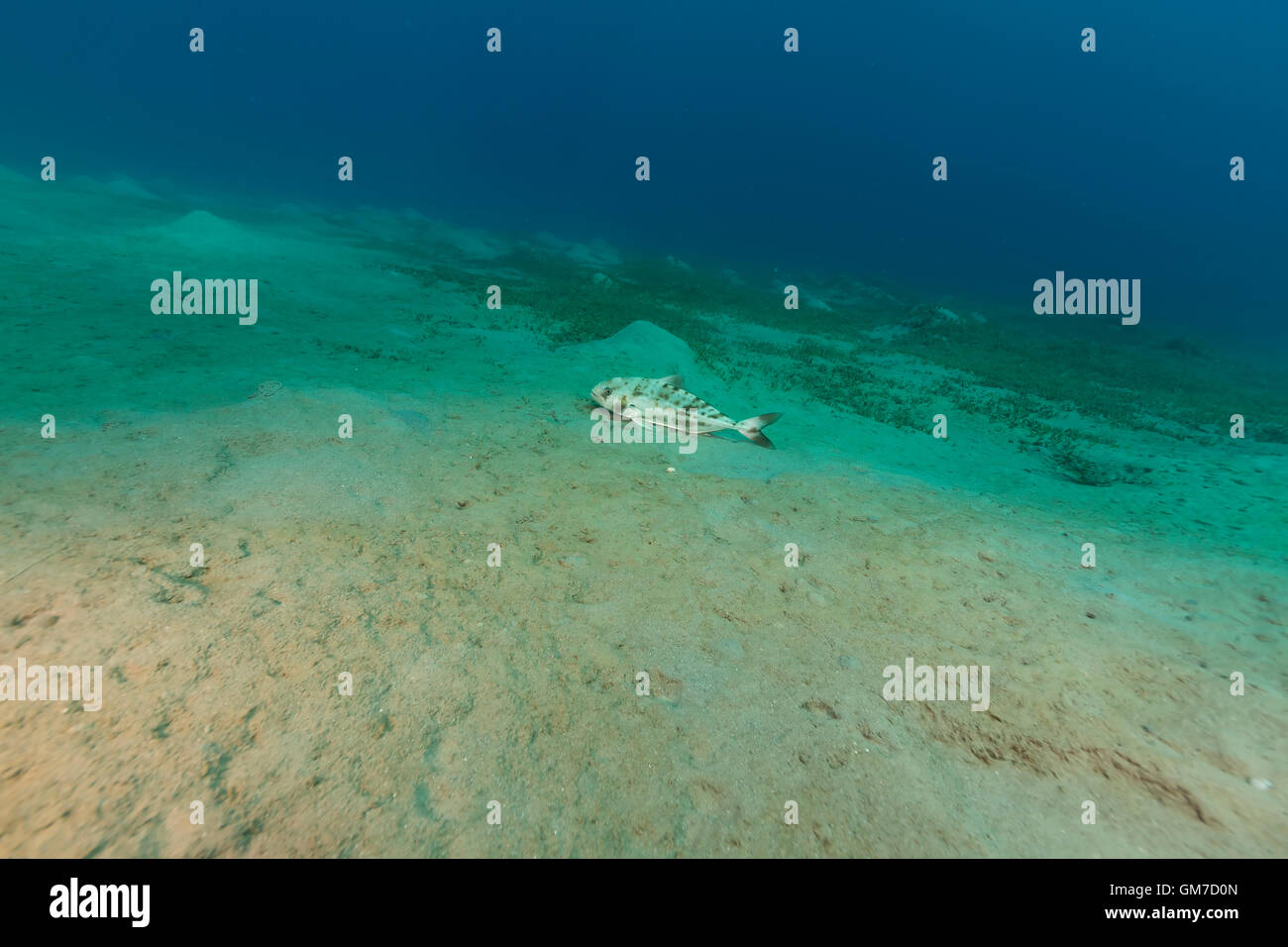 Blackbanded jack (seriolina nigrofasciata) in the Red Sea Stock Photo ...