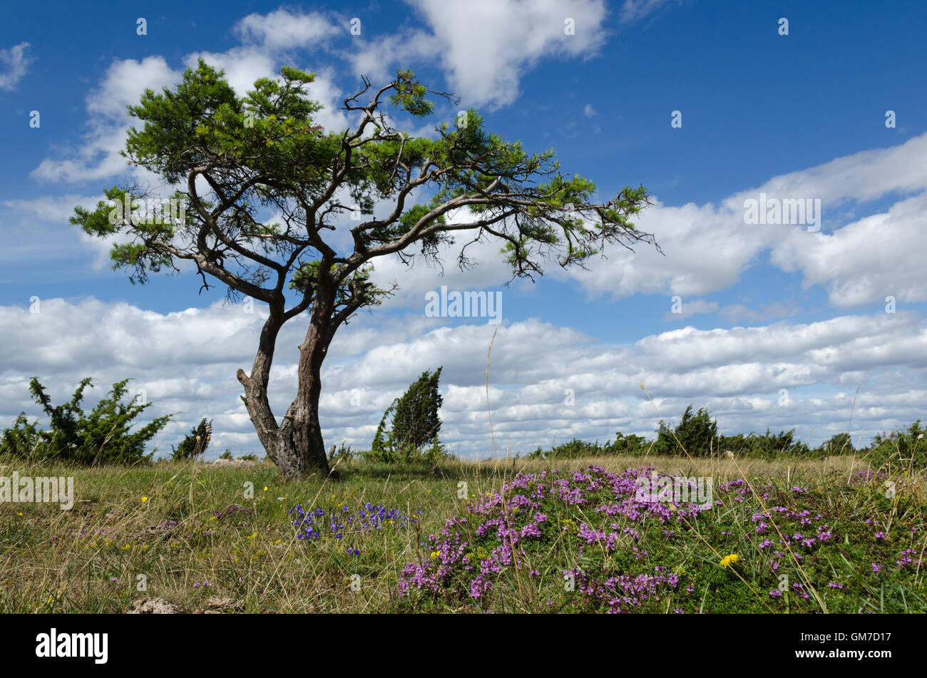Summer view with flowers by a twisted pine tree at a great plain ...