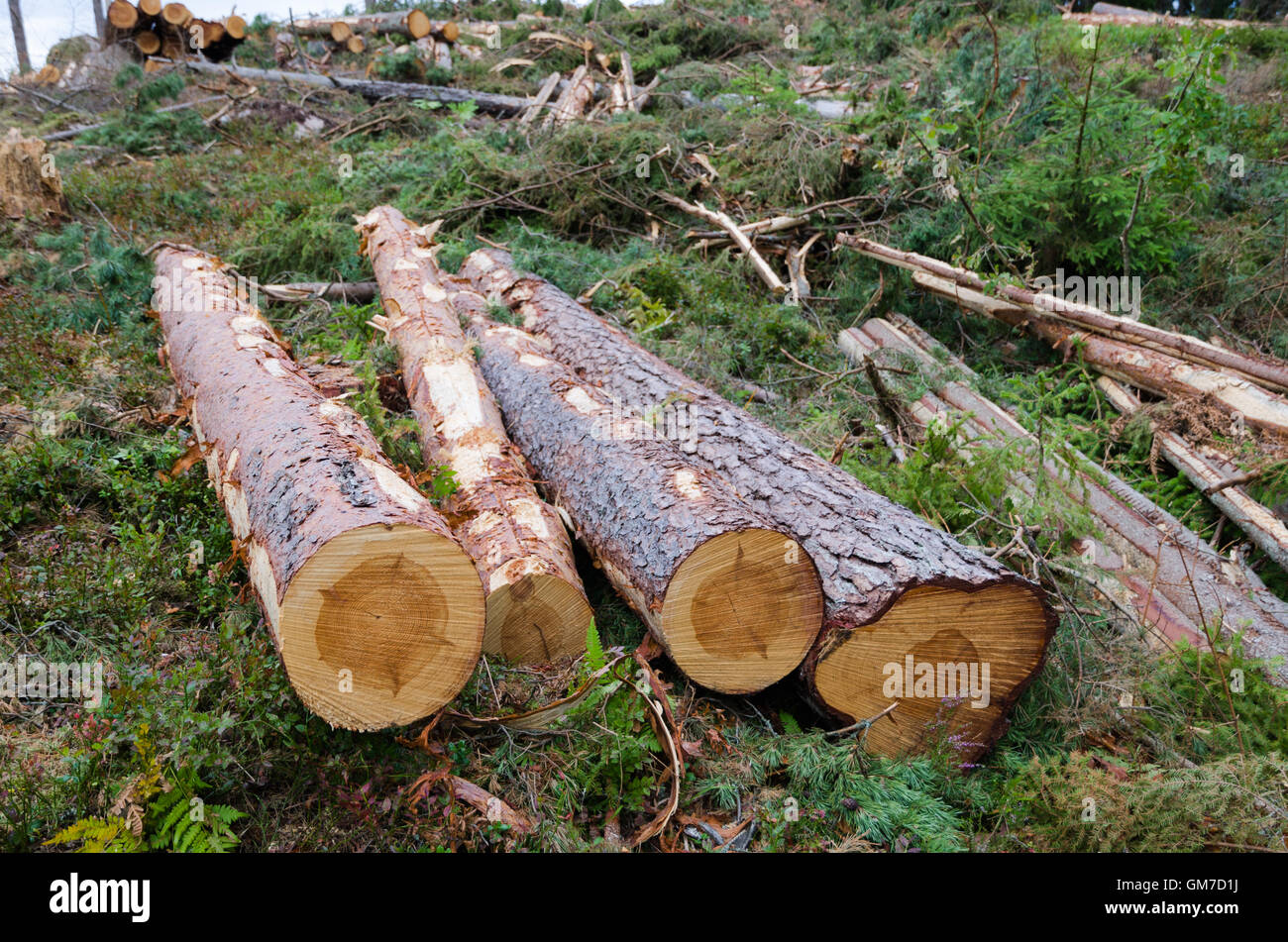 Clear cut forest area with newly cut pine tree logs Stock Photo - Alamy