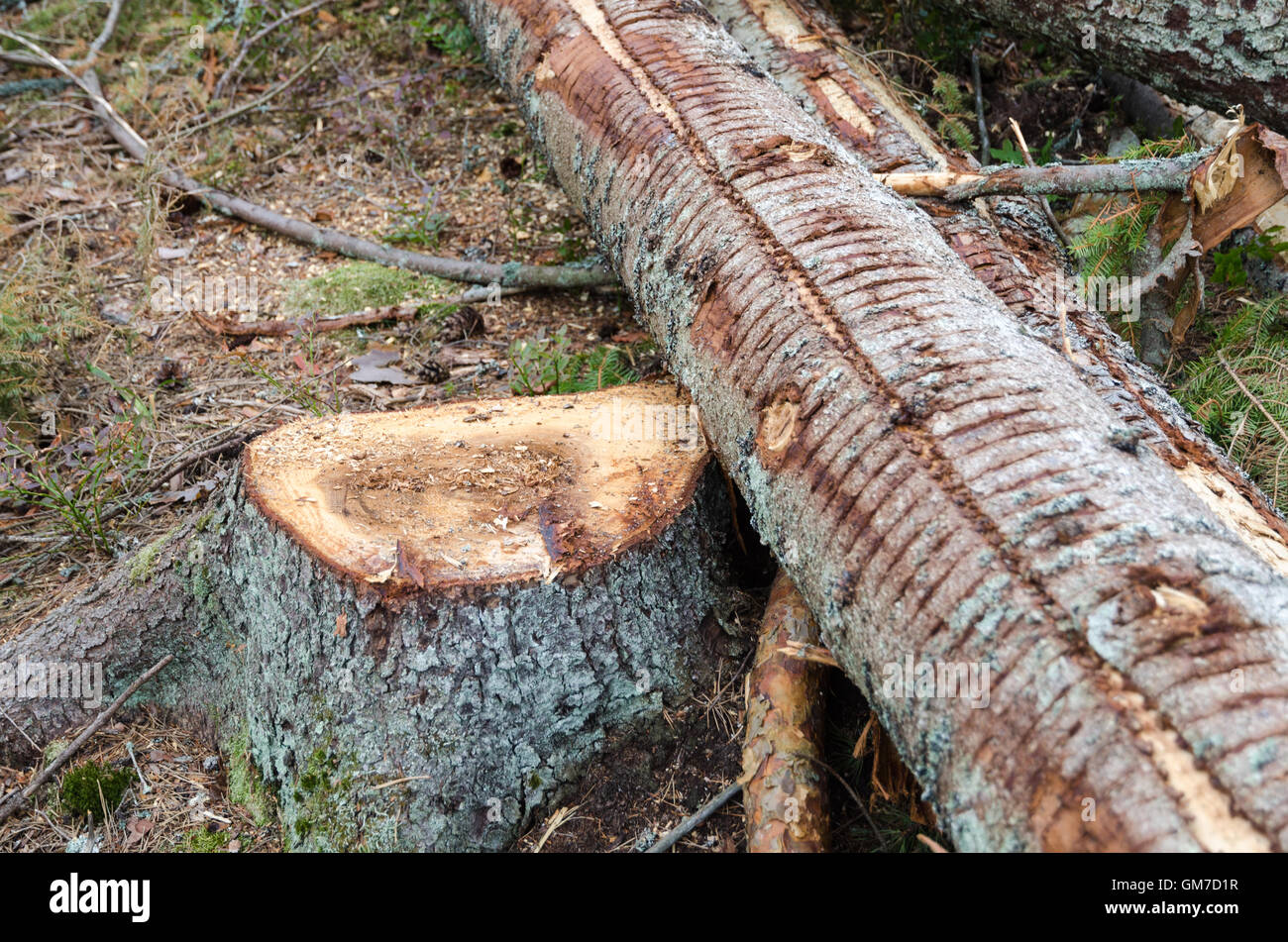 Stump with a newly felled spruce tree trunk in a forest Stock Photo - Alamy