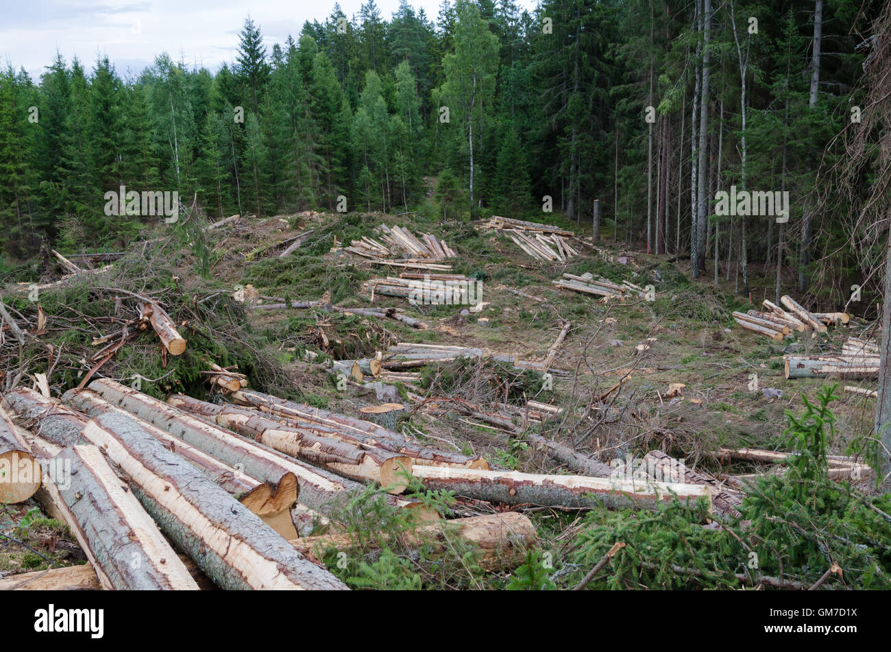 Landscape with newly cut spruce trees in a clear cut coniferous forest ...