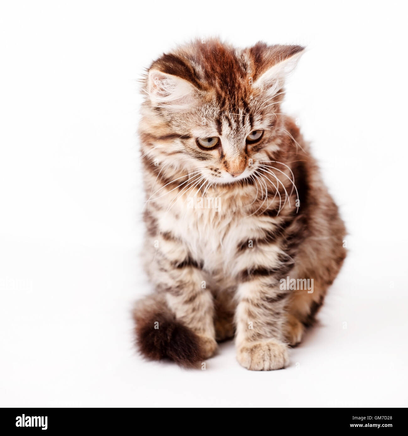 Playful cat jumping cat funny Cut Out Stock Images & Pictures - Alamy