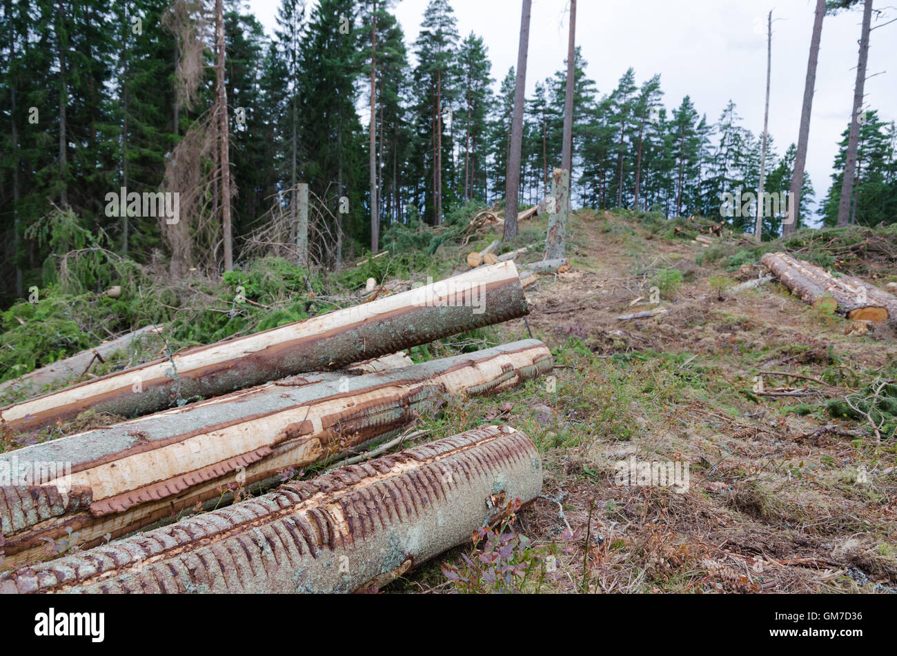 Newly cut logs in a clear cut forest area Stock Photo - Alamy