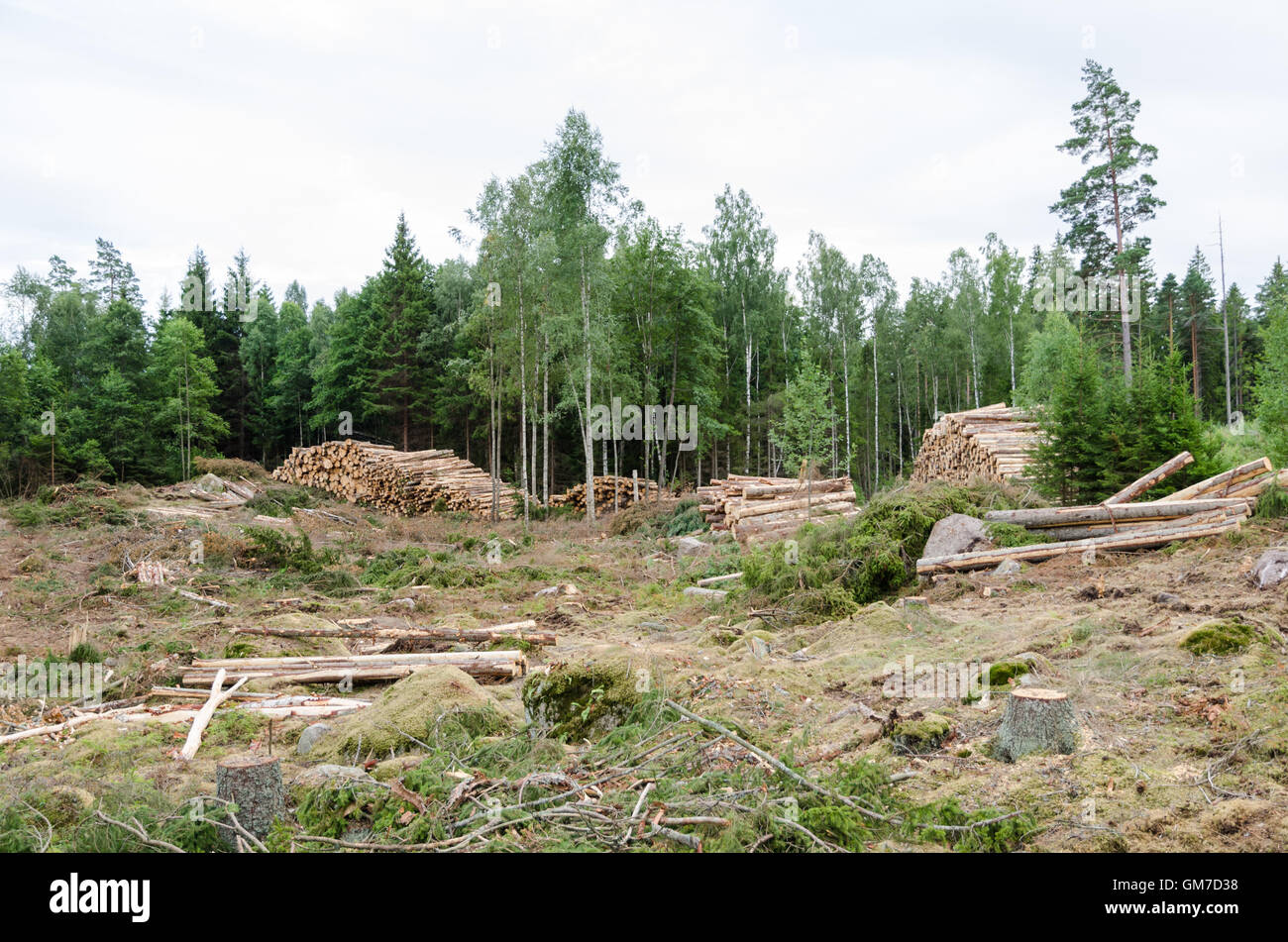 Forestry landscape with a newly clear cut area and log piles Stock ...