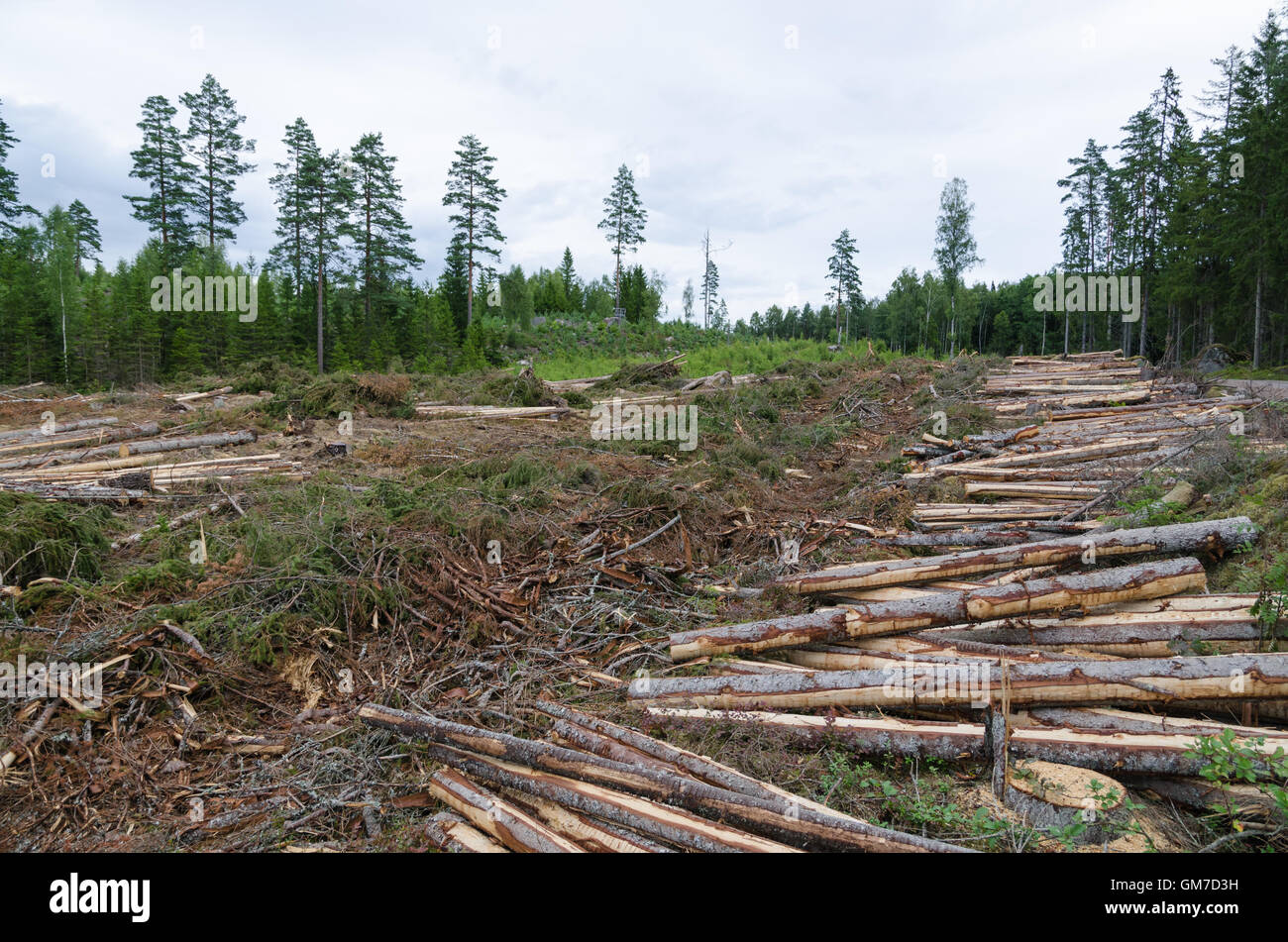 Cut spruce logs hi-res stock photography and images - Alamy