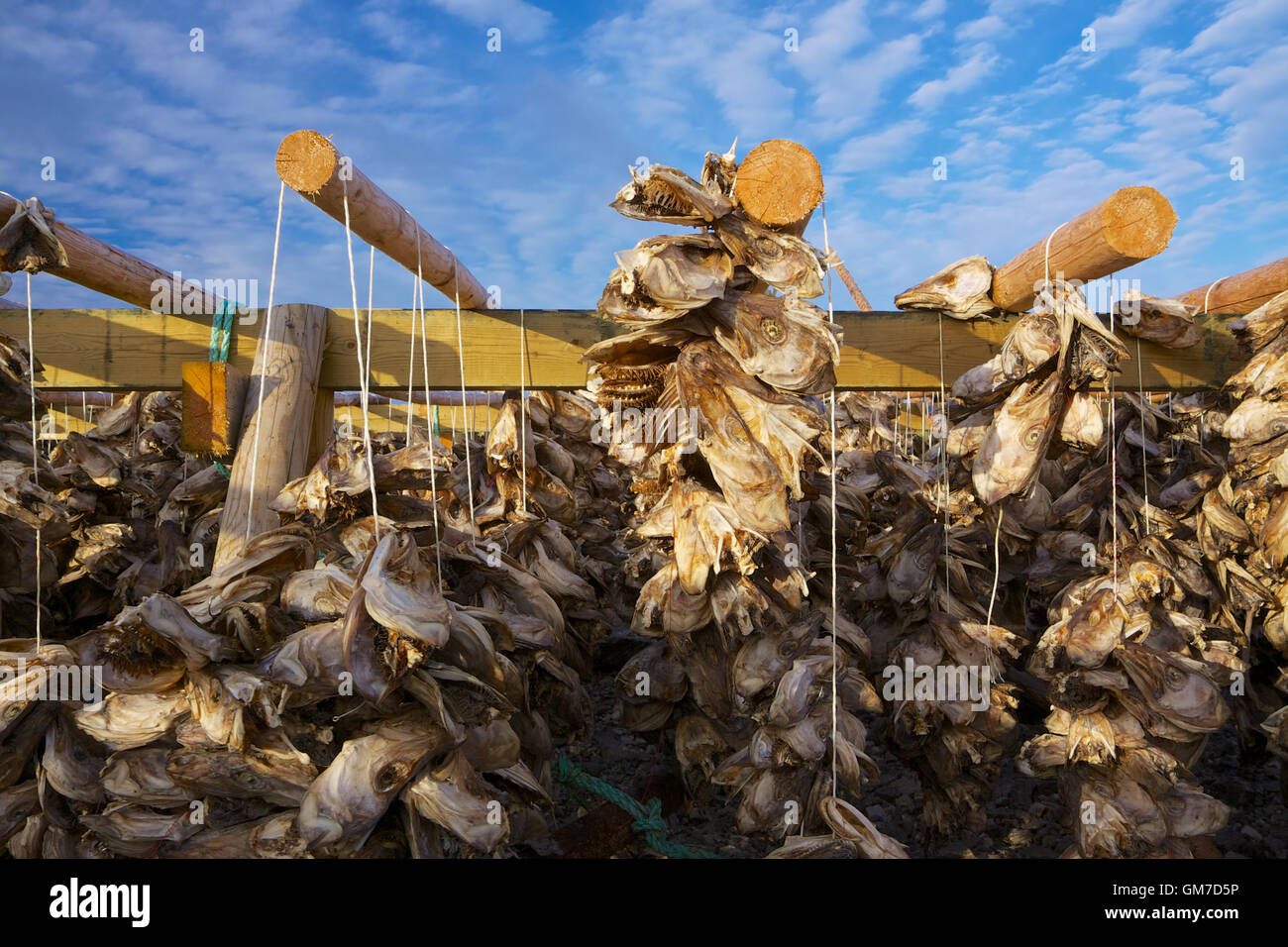 Drying stock fish in Norway Stock Photo - Alamy