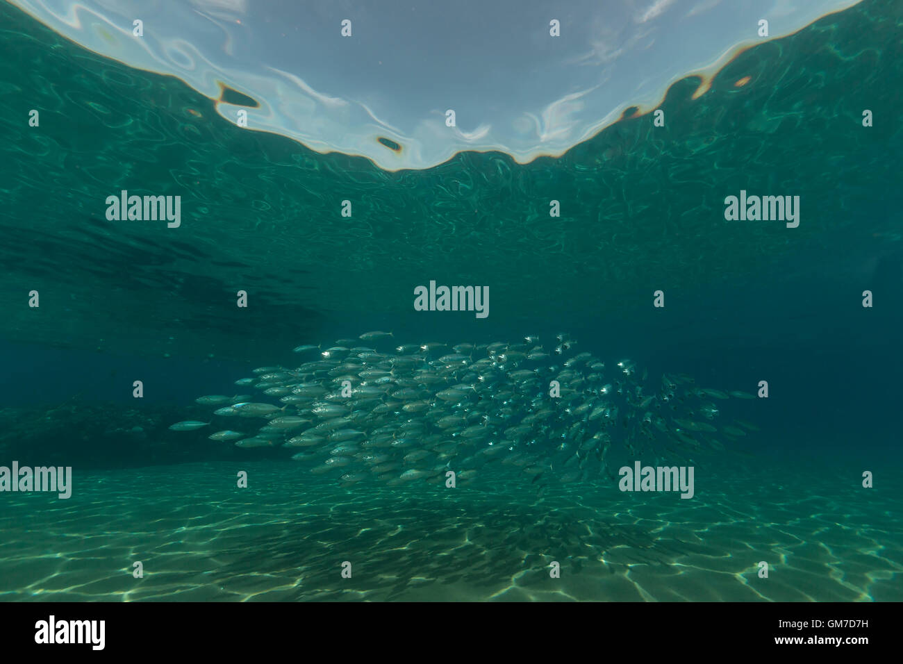 Striped mackerel in the Red Sea Stock Photo - Alamy
